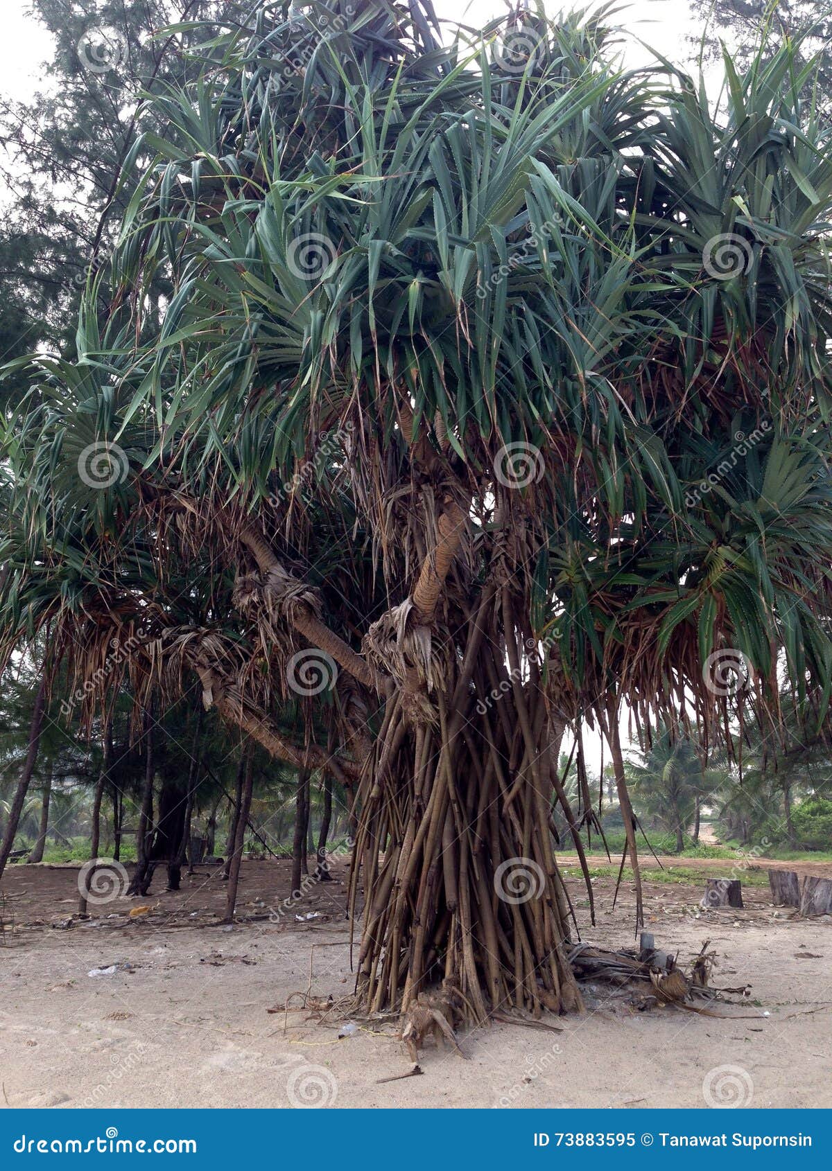 Pandanus tree on the beach stock image. Image of scape - 73883595