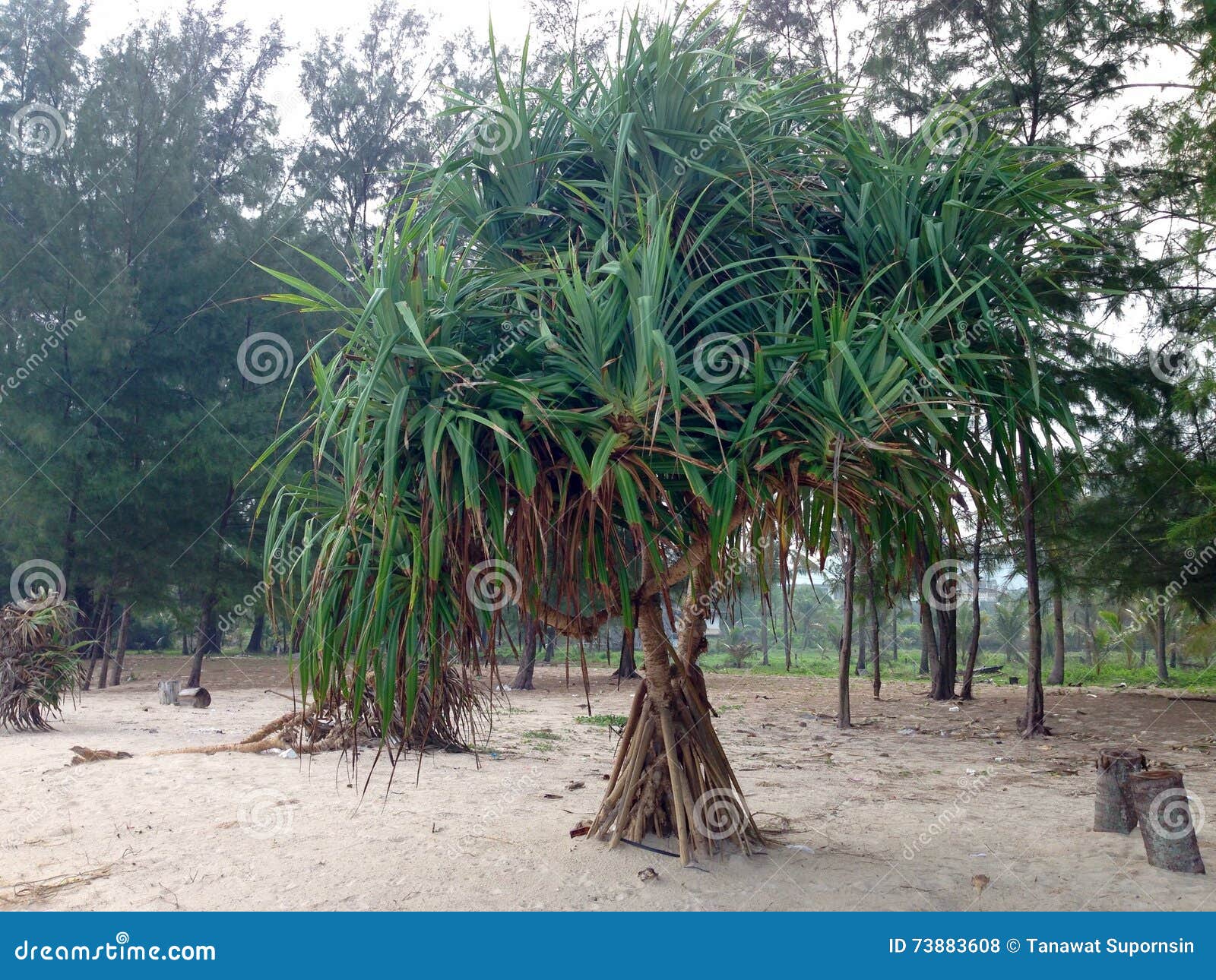 Pandanus tree on the beach stock photo. Image of pandanus - 73883608