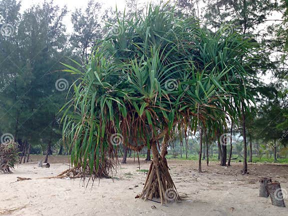 Pandanus tree on the beach stock photo. Image of pandanus - 73883608