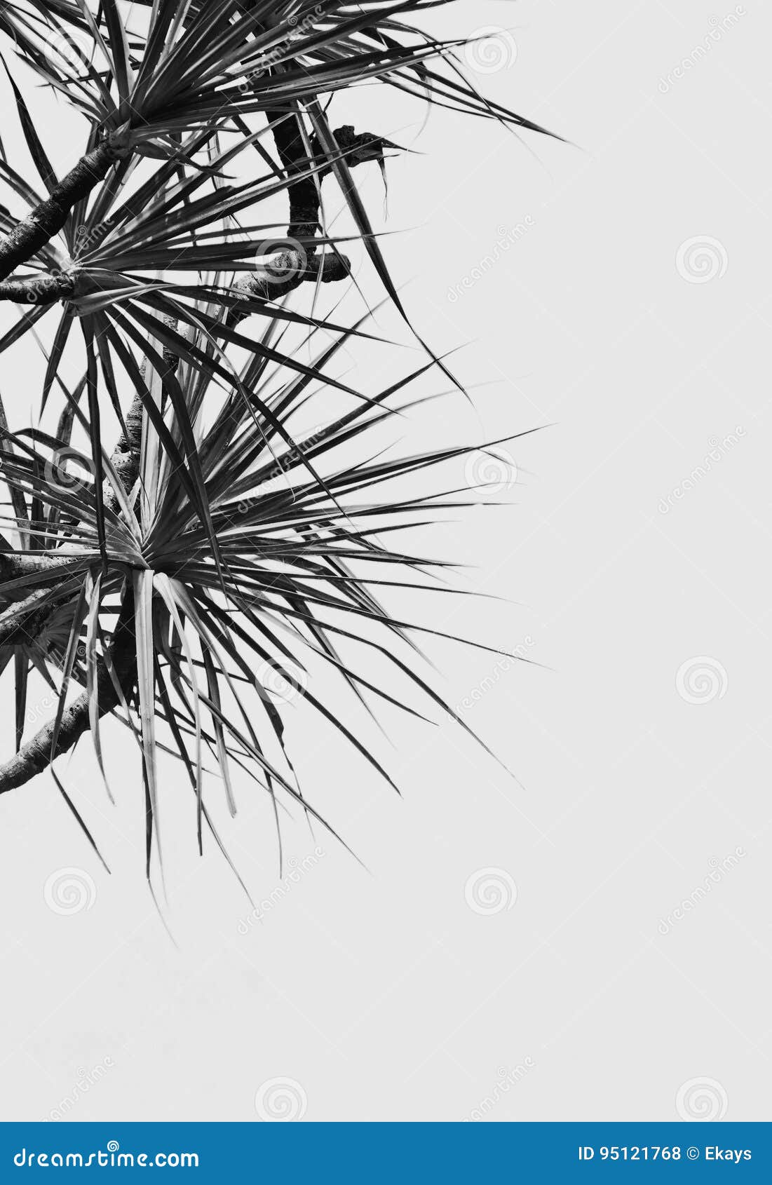 Pandanus Tree Black and White Stock Photo - Image of tropical, natural ...