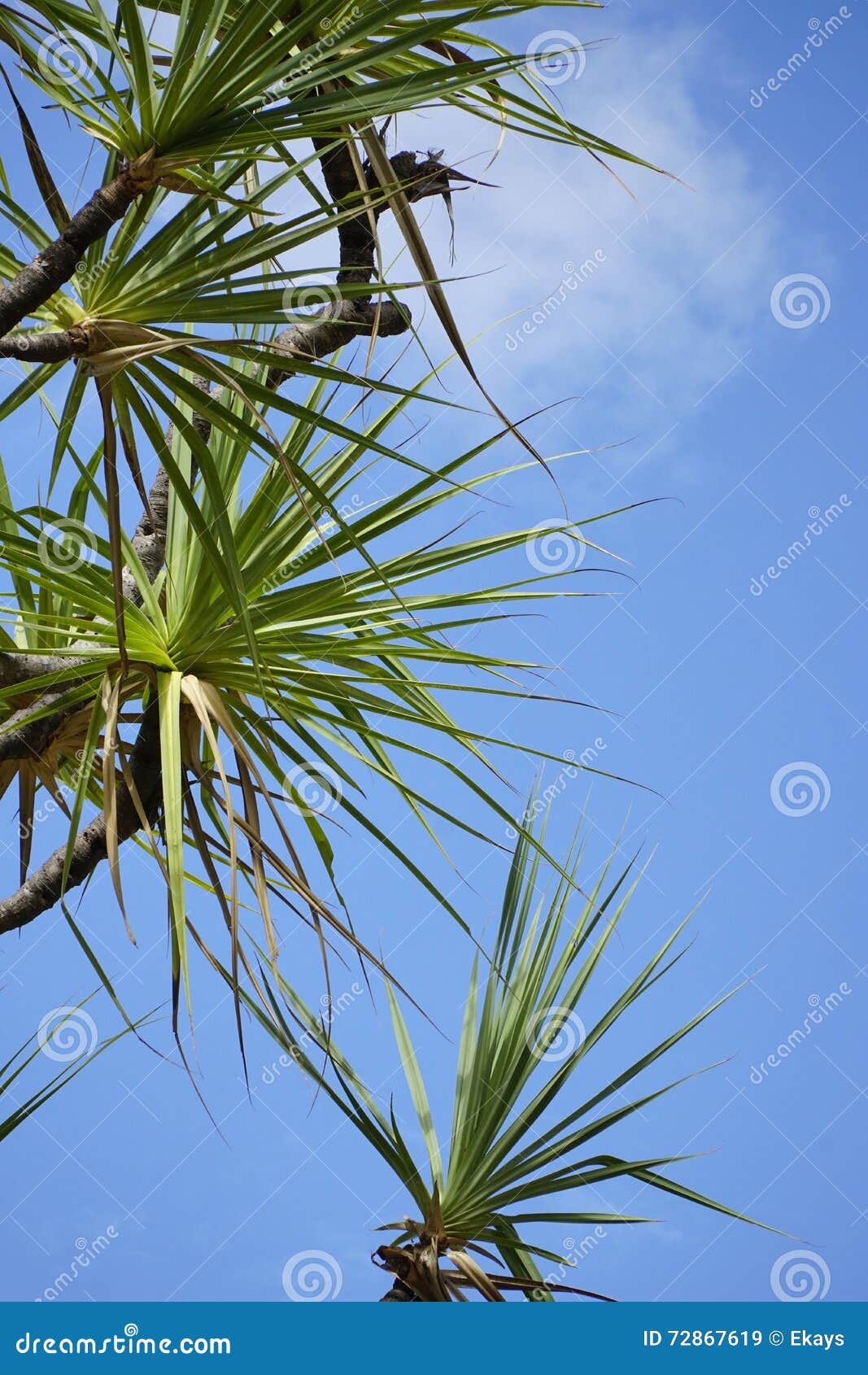 Pandanus tree stock image. Image of tropical, blue, beautiful - 72867619