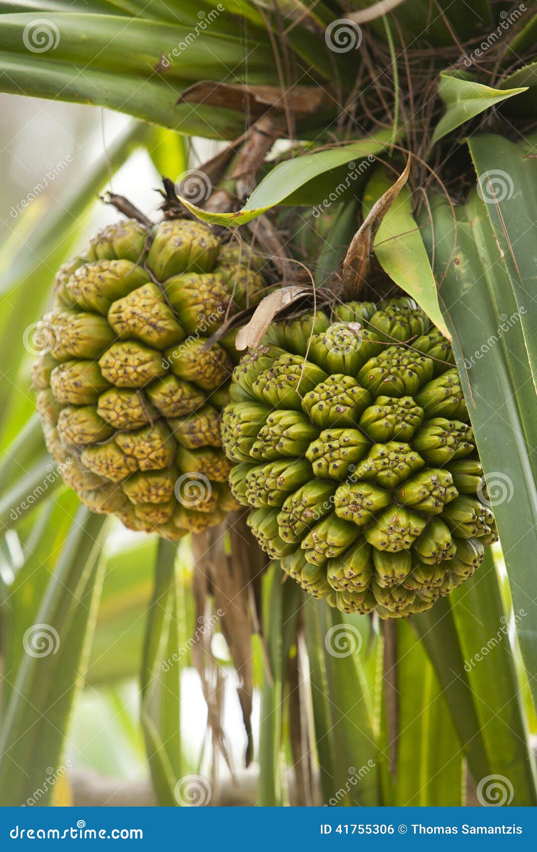 Pandanus tree with fruit stock photo. Image of pandanus - 41755306