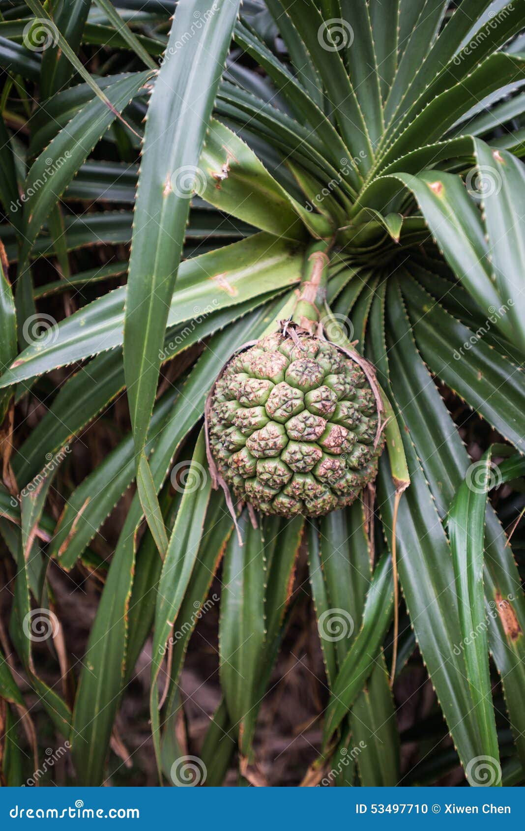Pandanus tree with fruit stock photo. Image of seeds - 53497710