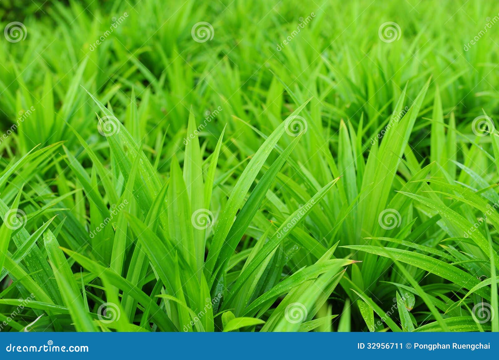 Pandanus stock image. Image of green, gardens, leaf, rain - 32956711