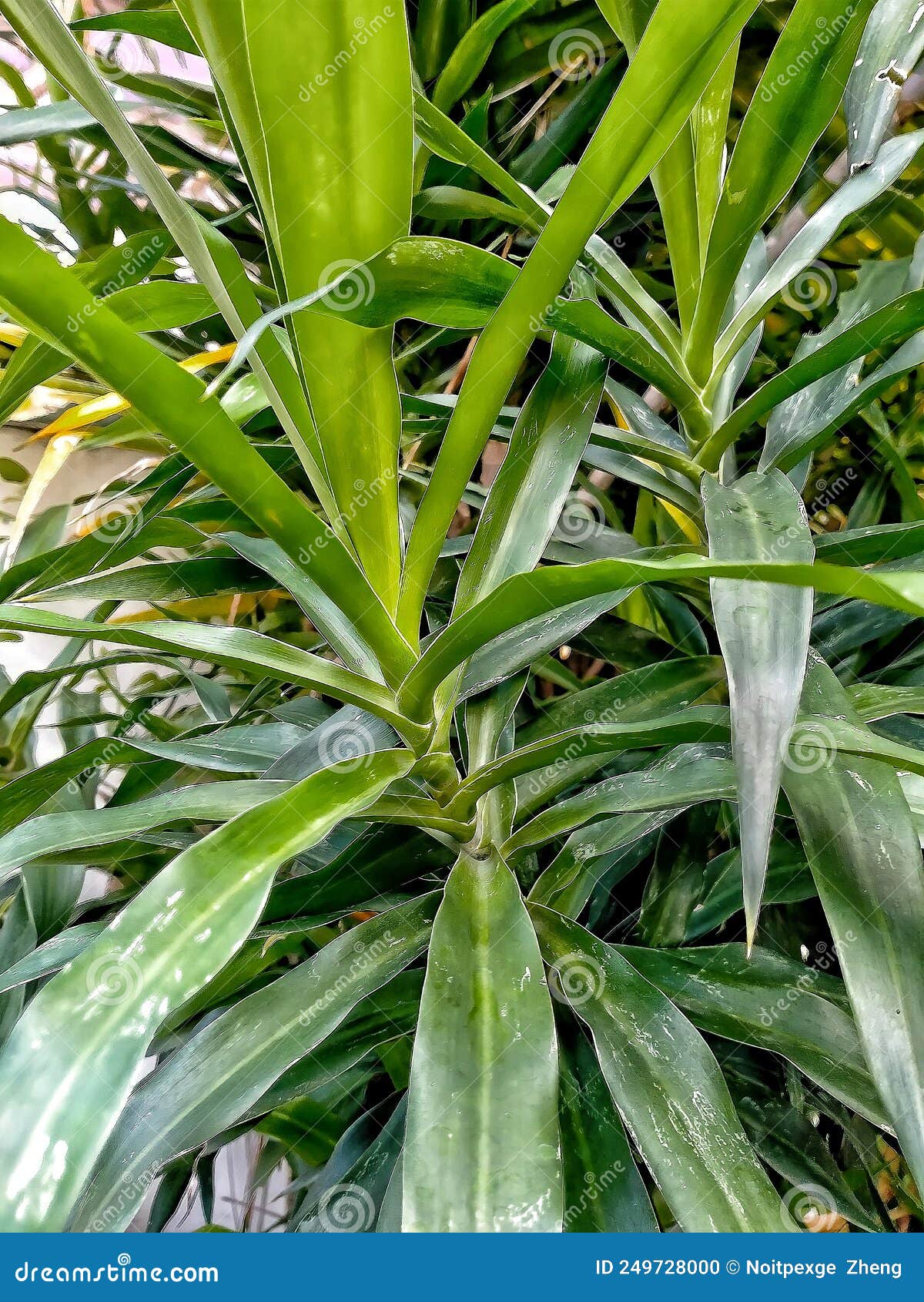 Pandanus Tree Leaves Background Stock Photo - Image of leaf, tree ...