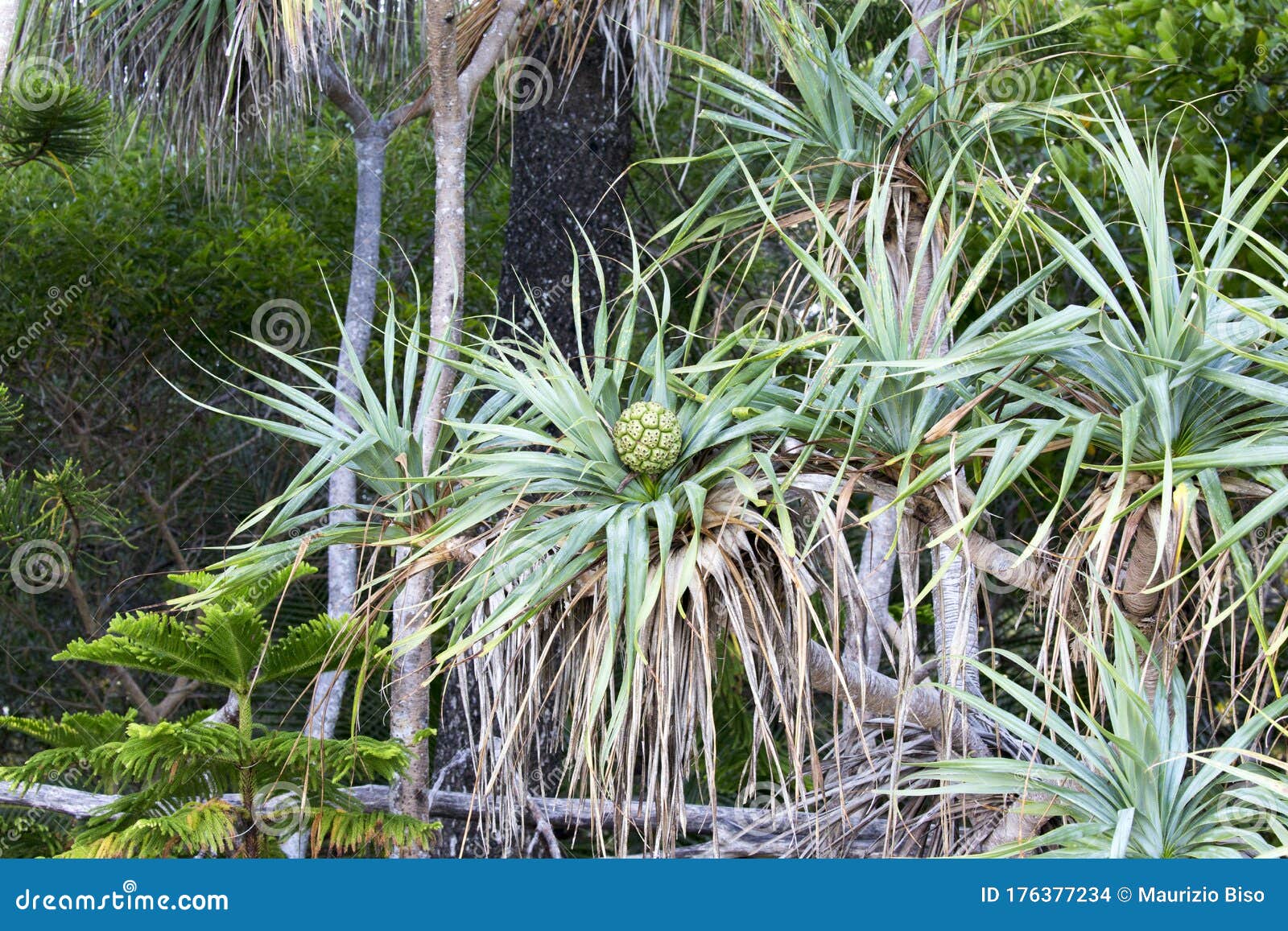 Pandanus tree with nut stock photo. Image of coast, caledonia - 176377234