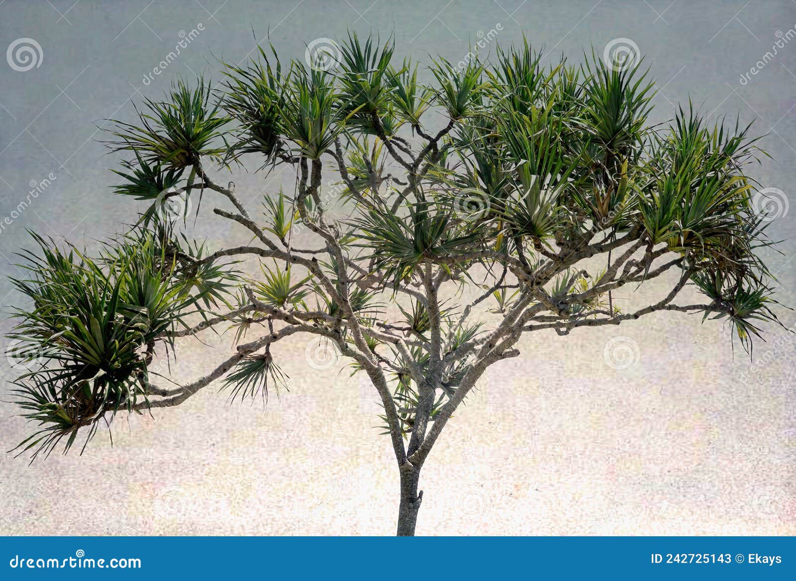 Pandanus Tree One with Abstract Background Stock Image - Image of palms ...