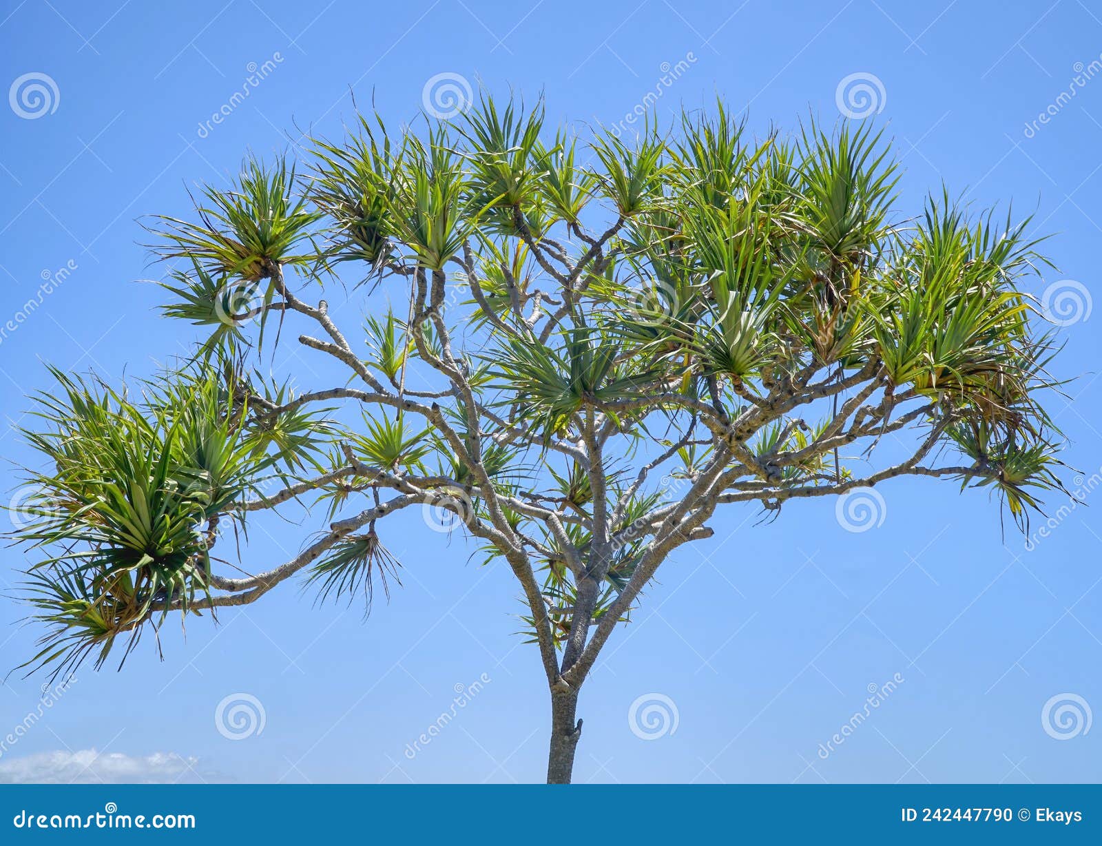 Pandanus Tree One with Blue Sky Background Stock Photo - Image of fresh ...