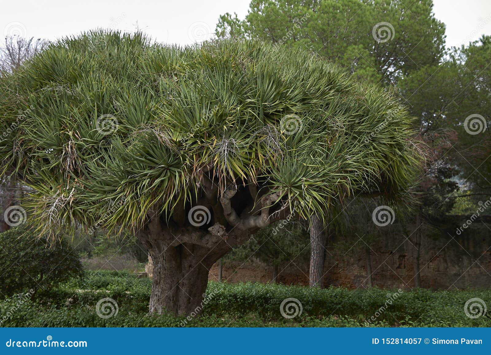 Dracaena Draco Tree in Palermo Stock Image - Image of public, favorita ...
