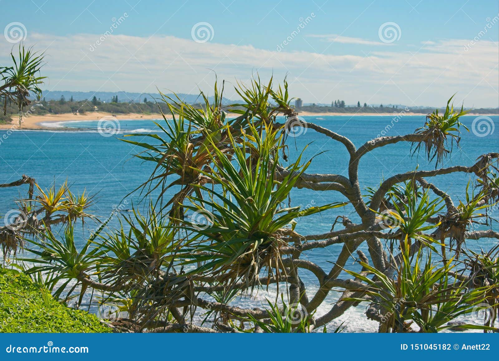 Pandanus tree or pine stock photo. Image of coastal - 151045182