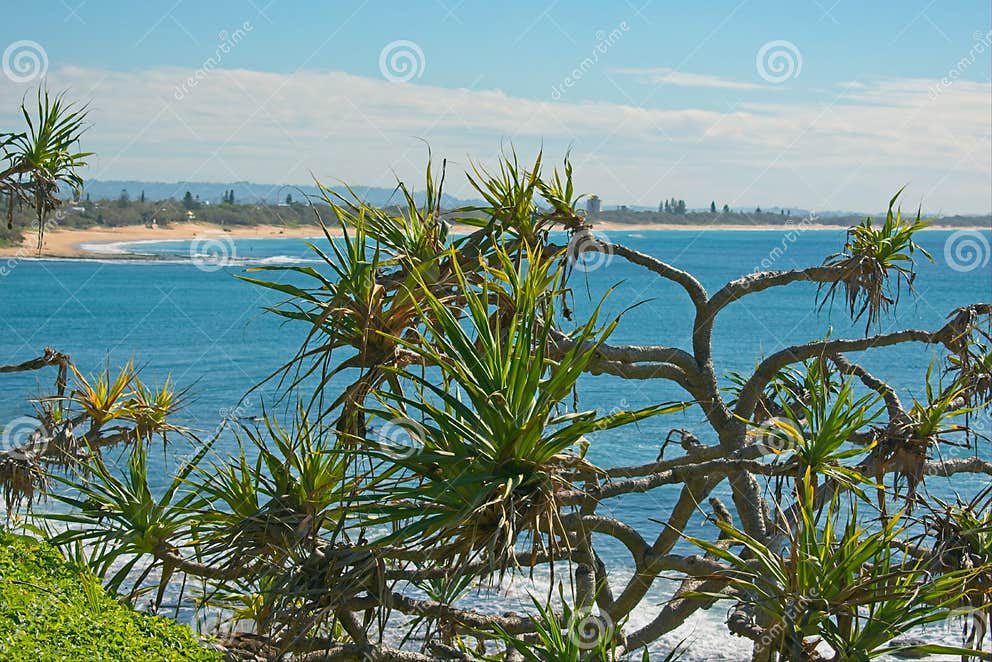 Pandanus tree or pine stock photo. Image of coastal - 151045182