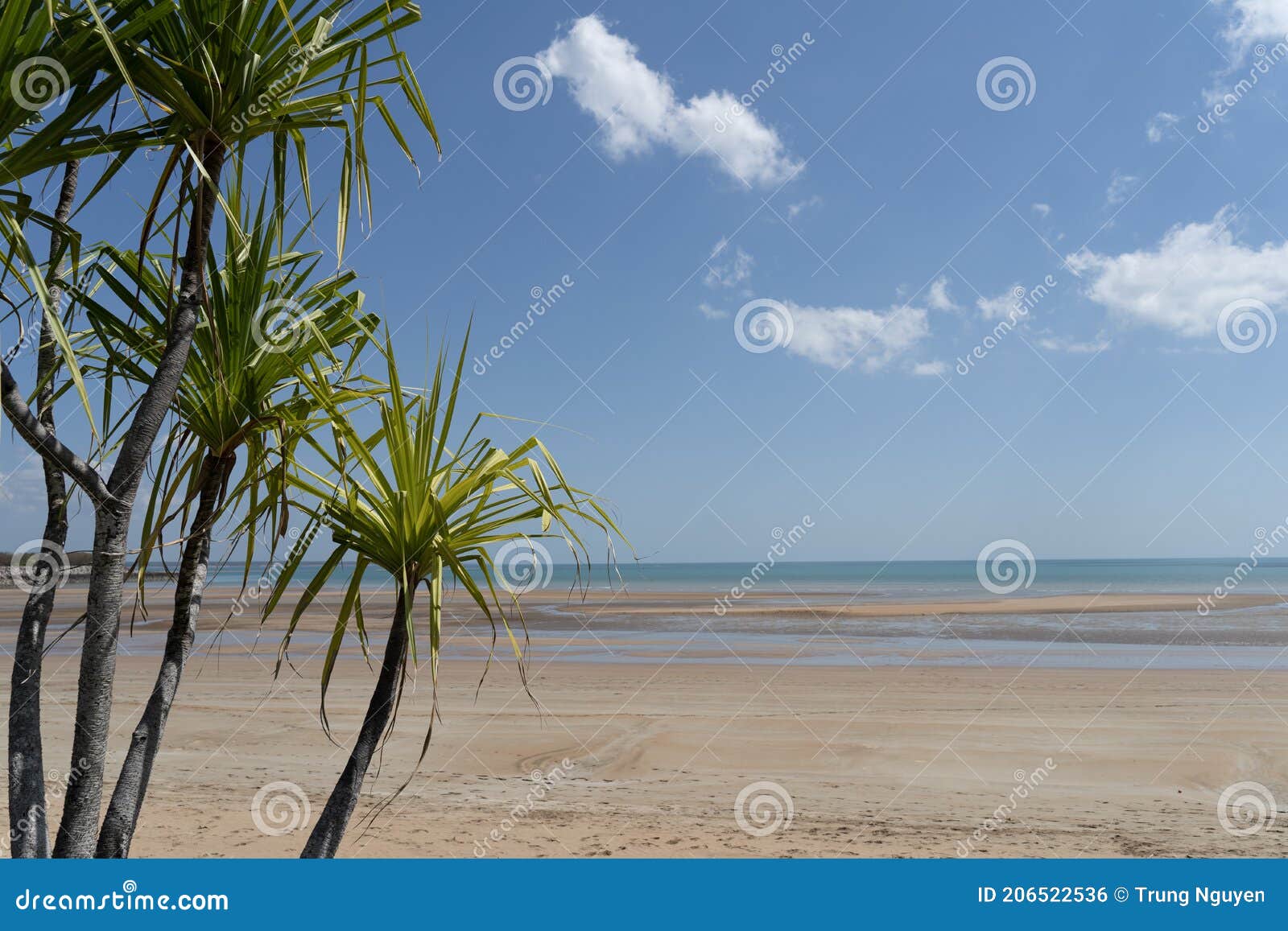 Pandanus Trees on the Beach Stock Photo - Image of tranquil, palm ...