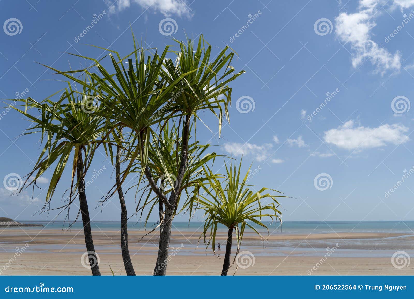 Pandanus Trees on the Beach Stock Photo - Image of darwin, northern ...