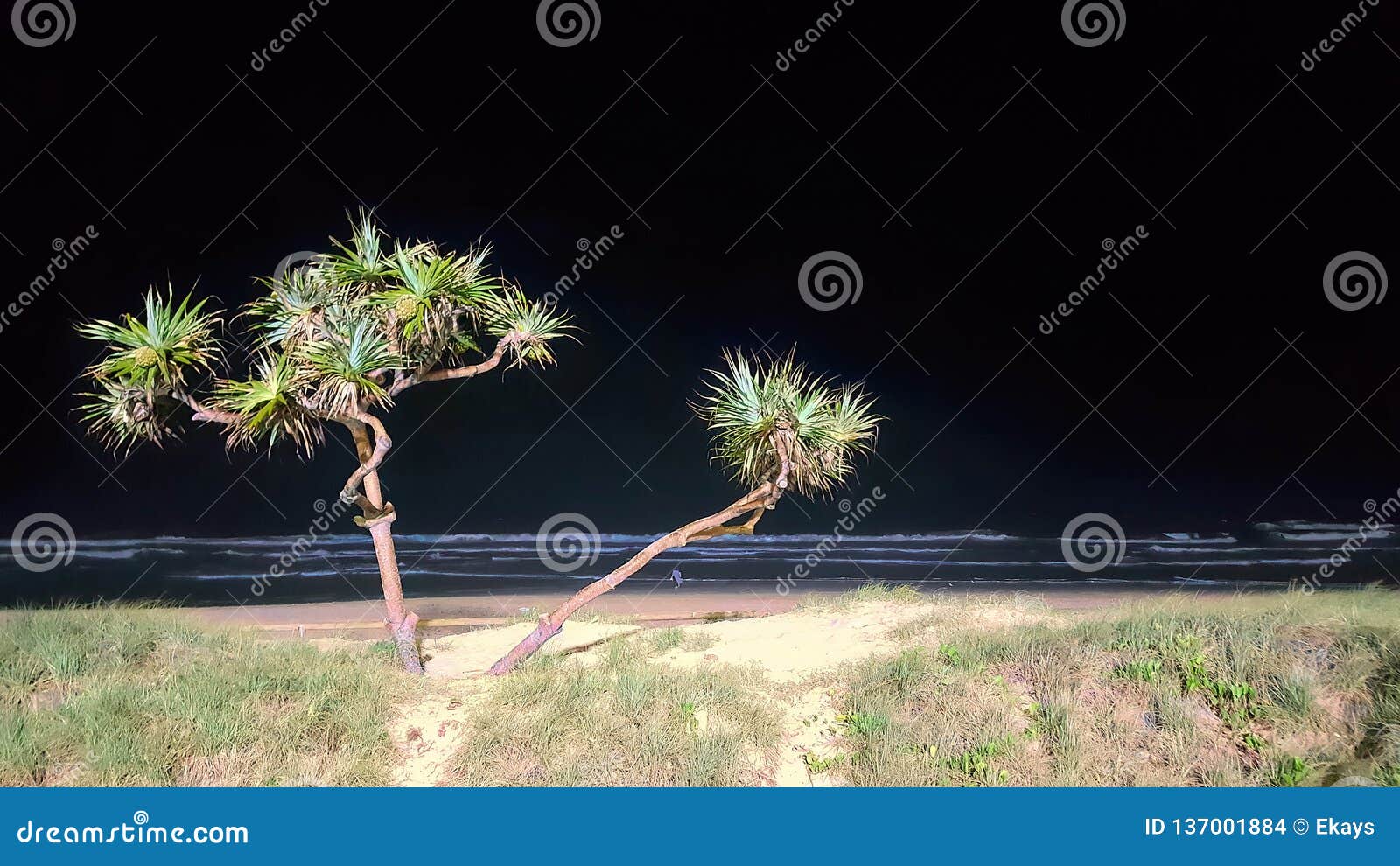 Pandanus Trees on the Foreshore Stock Photo - Image of evening ...