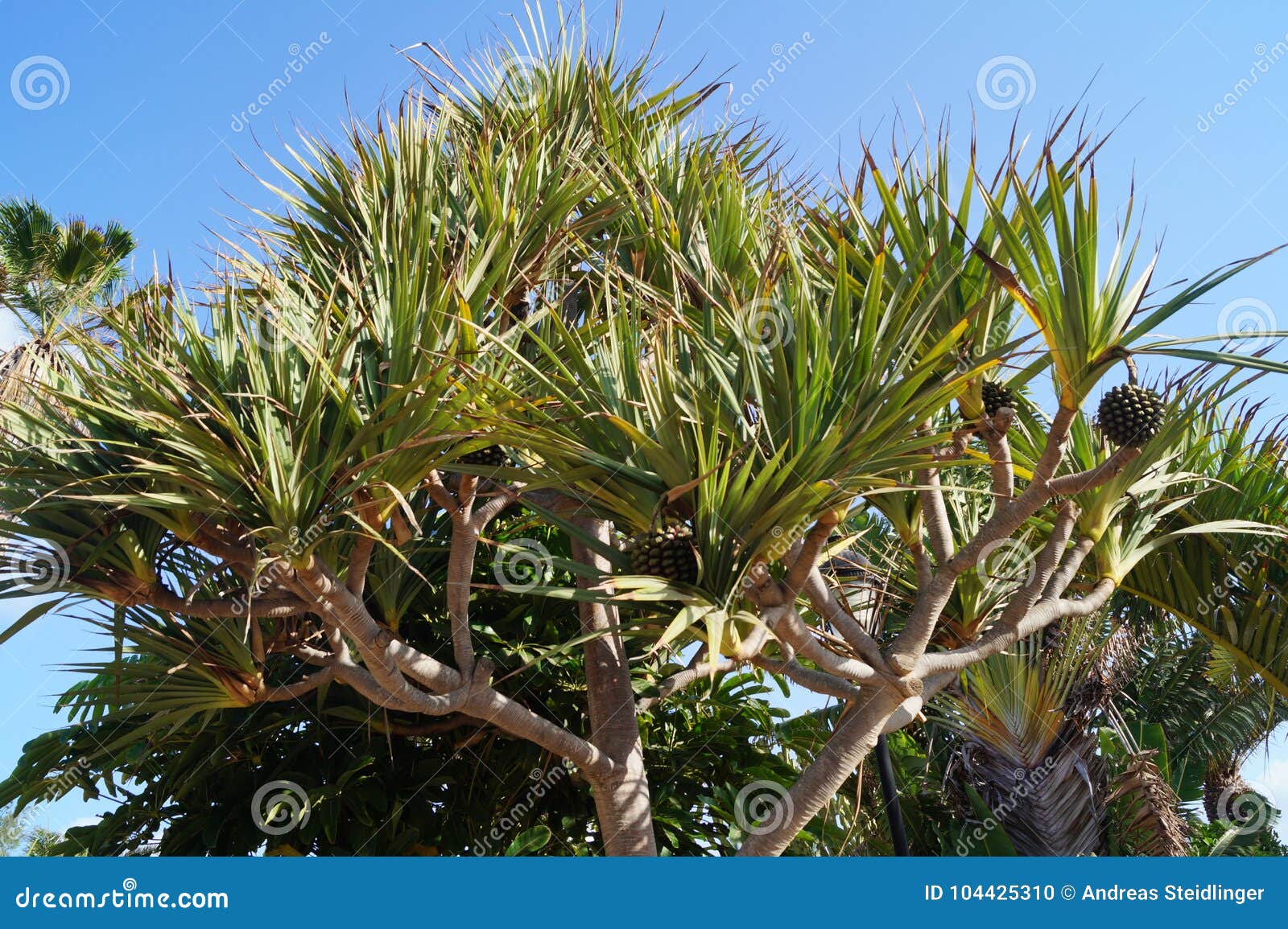 Pandanus Utilis - Palmtree with Fruits Stock Photo - Image of pandanus ...