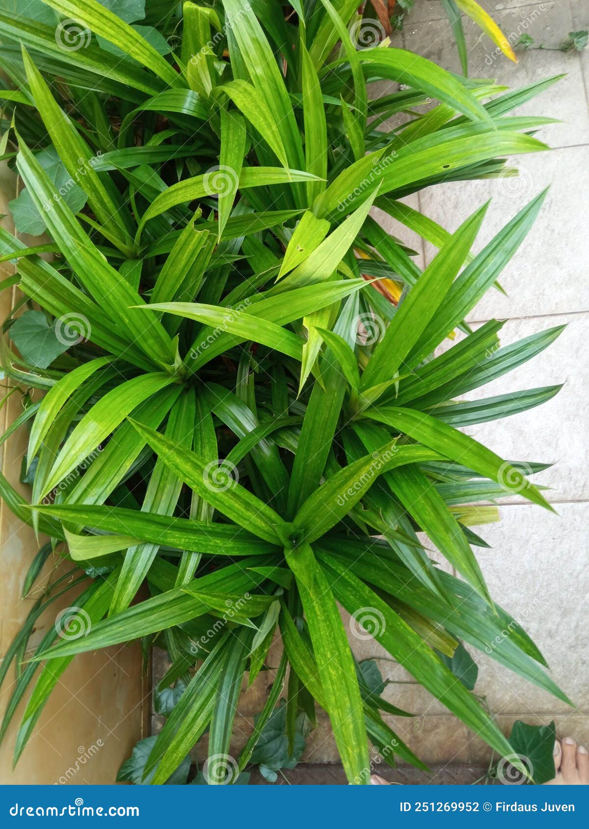 Pandanus utilis in pot stock photo. Image of food, branch - 251269952