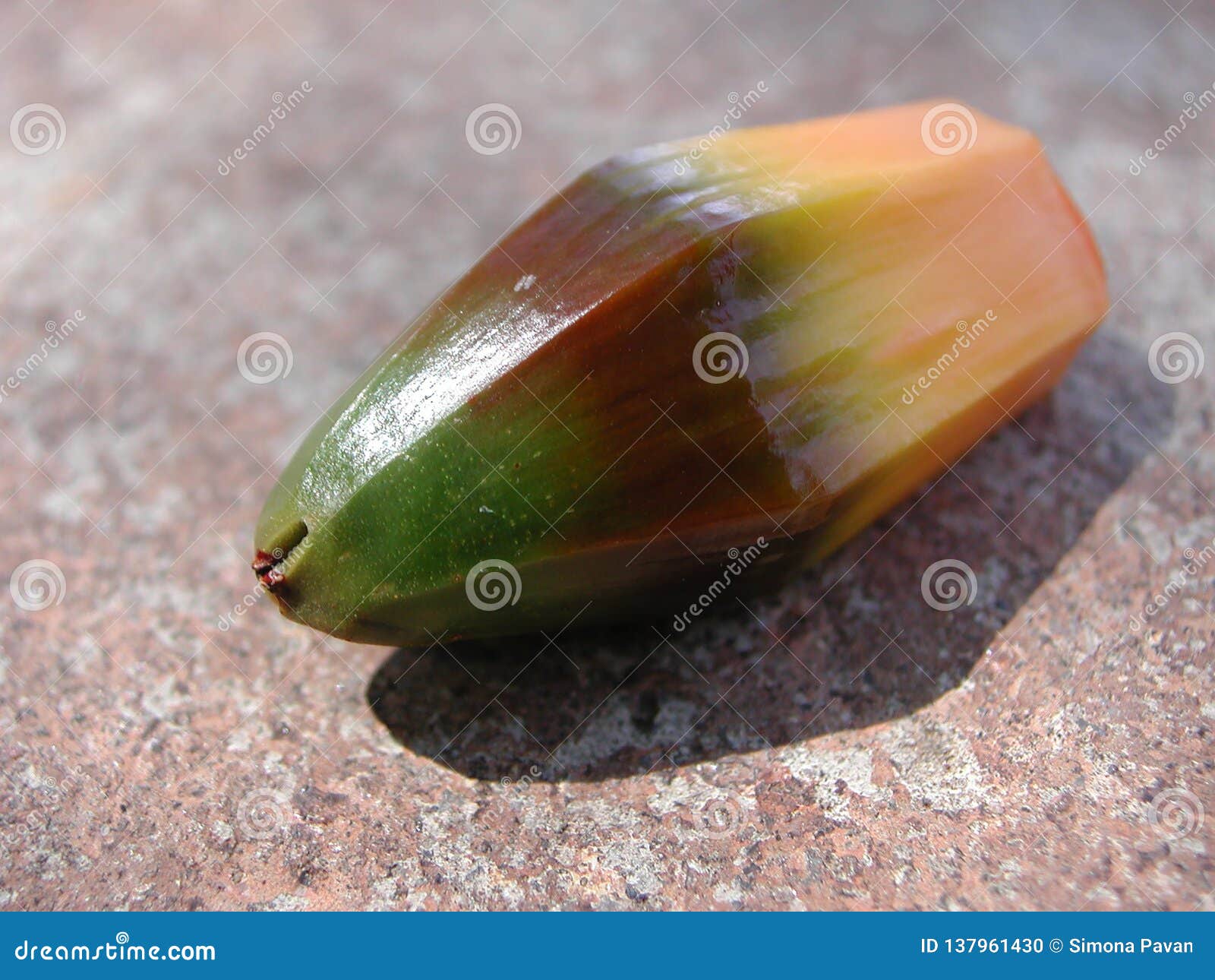 Colorful Seed of Pandanus Utilis Tree Stock Photo - Image of plant ...