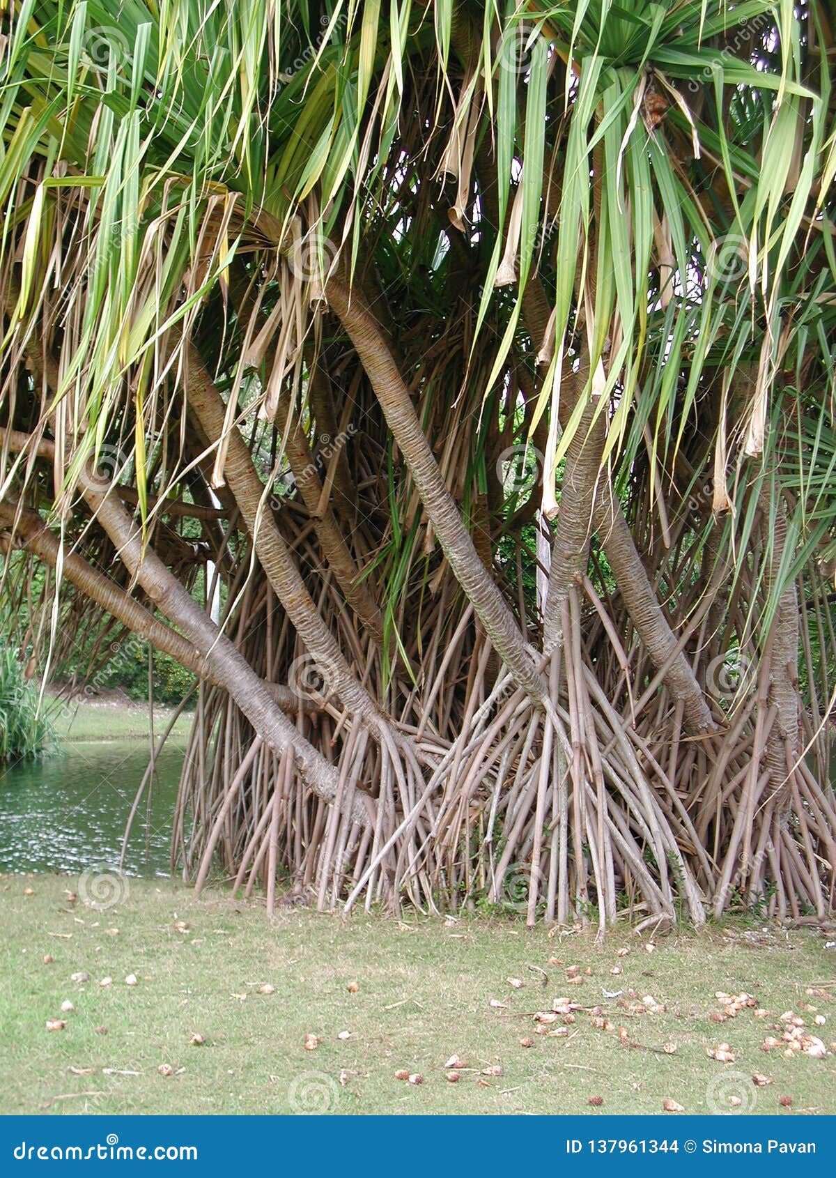 Branch and Roots of Pandanus Utilis Tree Stock Photo - Image of ...
