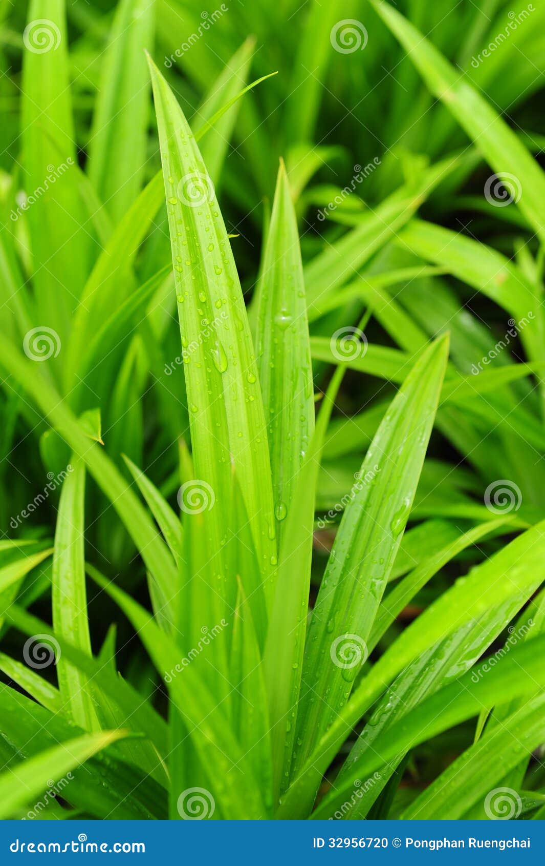 Pandanus stock photo. Image of water, leaf, pandanus - 32956720