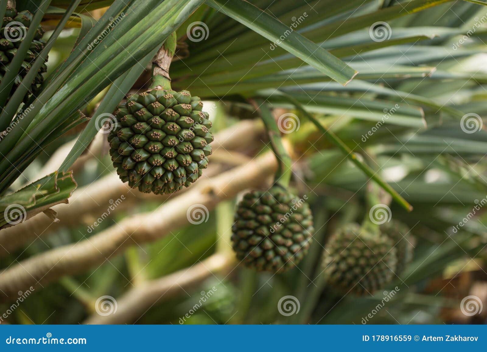 The Pandano, Pandanus Utilis, Is A Tropical Tree. Native To Madagascar ...