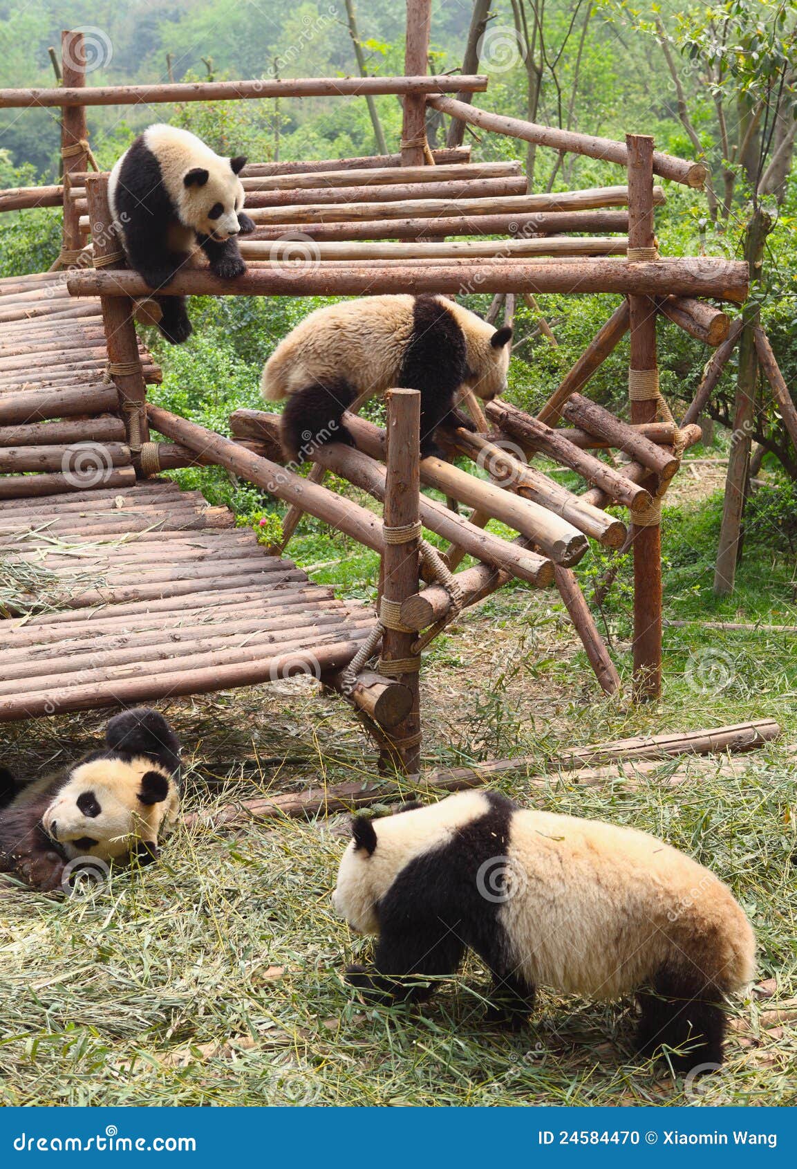 Pandas foto de archivo. Imagen de caras, mullido, lindo - 24584470