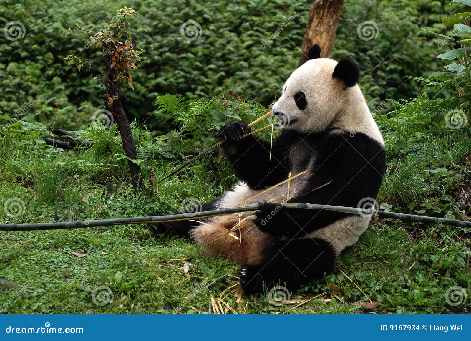 Pandas stock photo. Image of protection, ailuiopodidae - 9167934