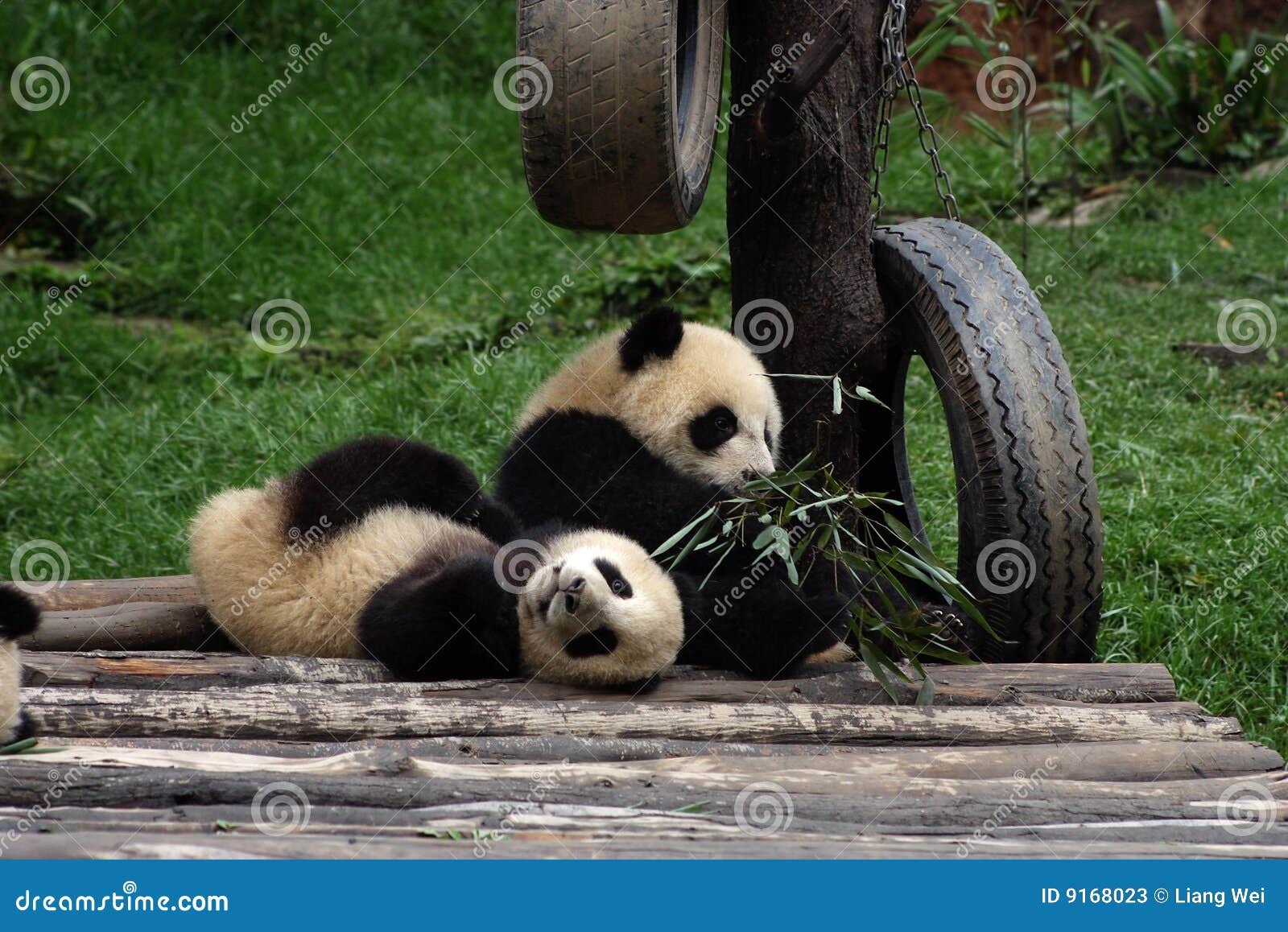 Pandas stock image. Image of protection, endangered, species - 9168023