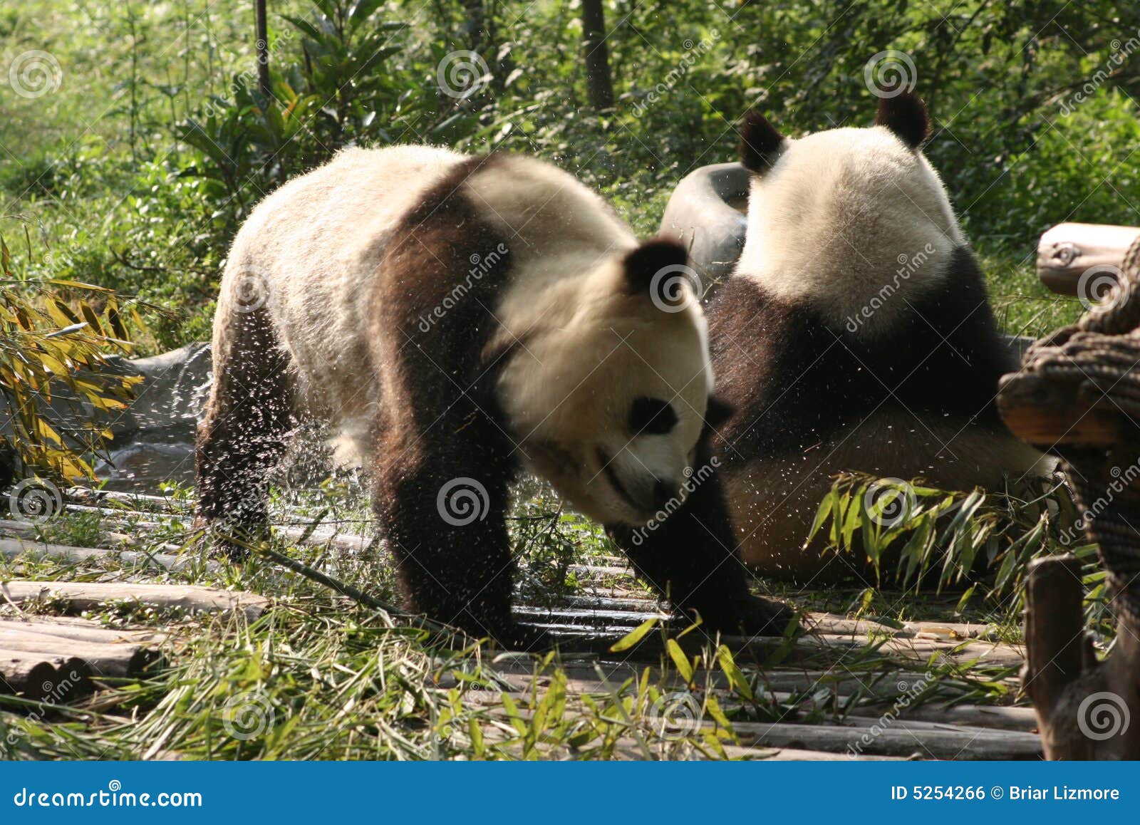 Pandas Shaking Stock Photos - Free & Royalty-Free Stock Photos from ...