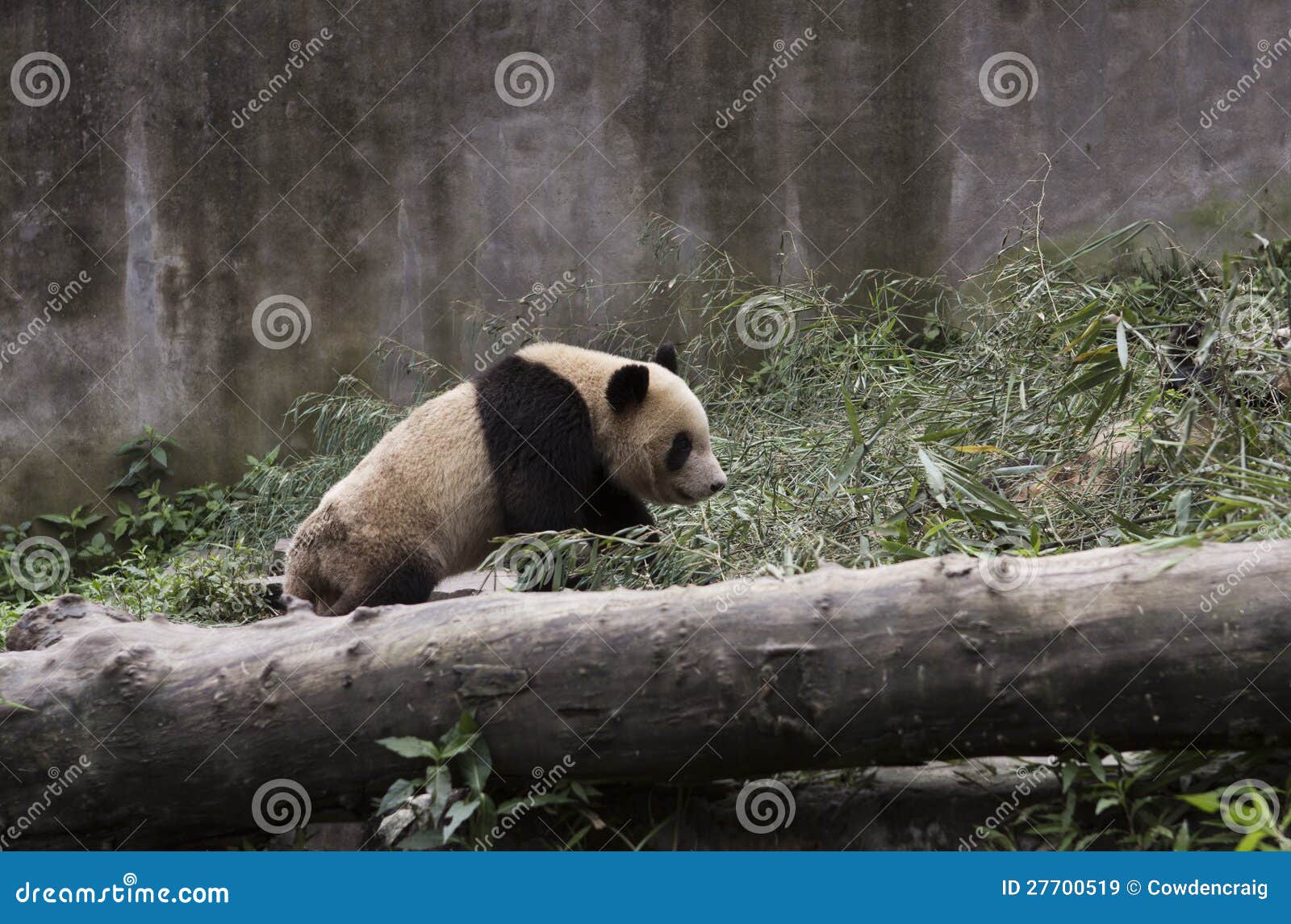Pandas Climbing through Bamboo Stock Image - Image of conservation ...
