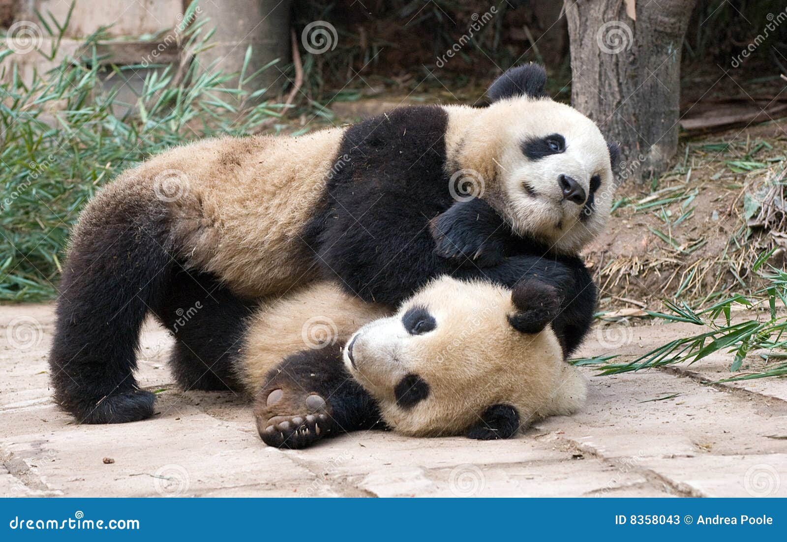 Pandas De La Lucha Del Juego Imagen de archivo - Imagen de panda ...