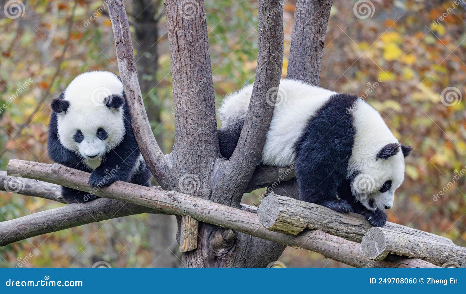 Pandas playing stock photo. Image of jungle, branch - 249708060
