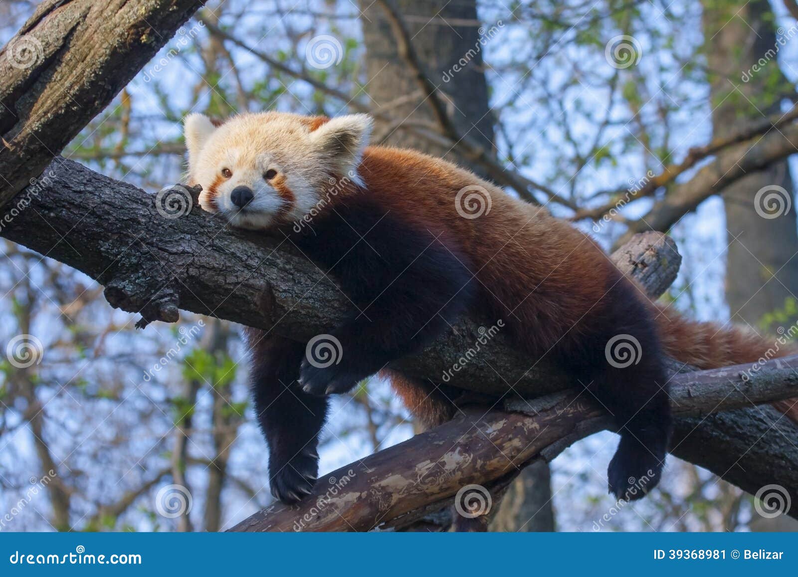 Pandas rojas imagen de archivo. Imagen de panda, escalada - 39368981 Pandas rojas imagen de archivo. Imagen de panda, escalada - 39368981