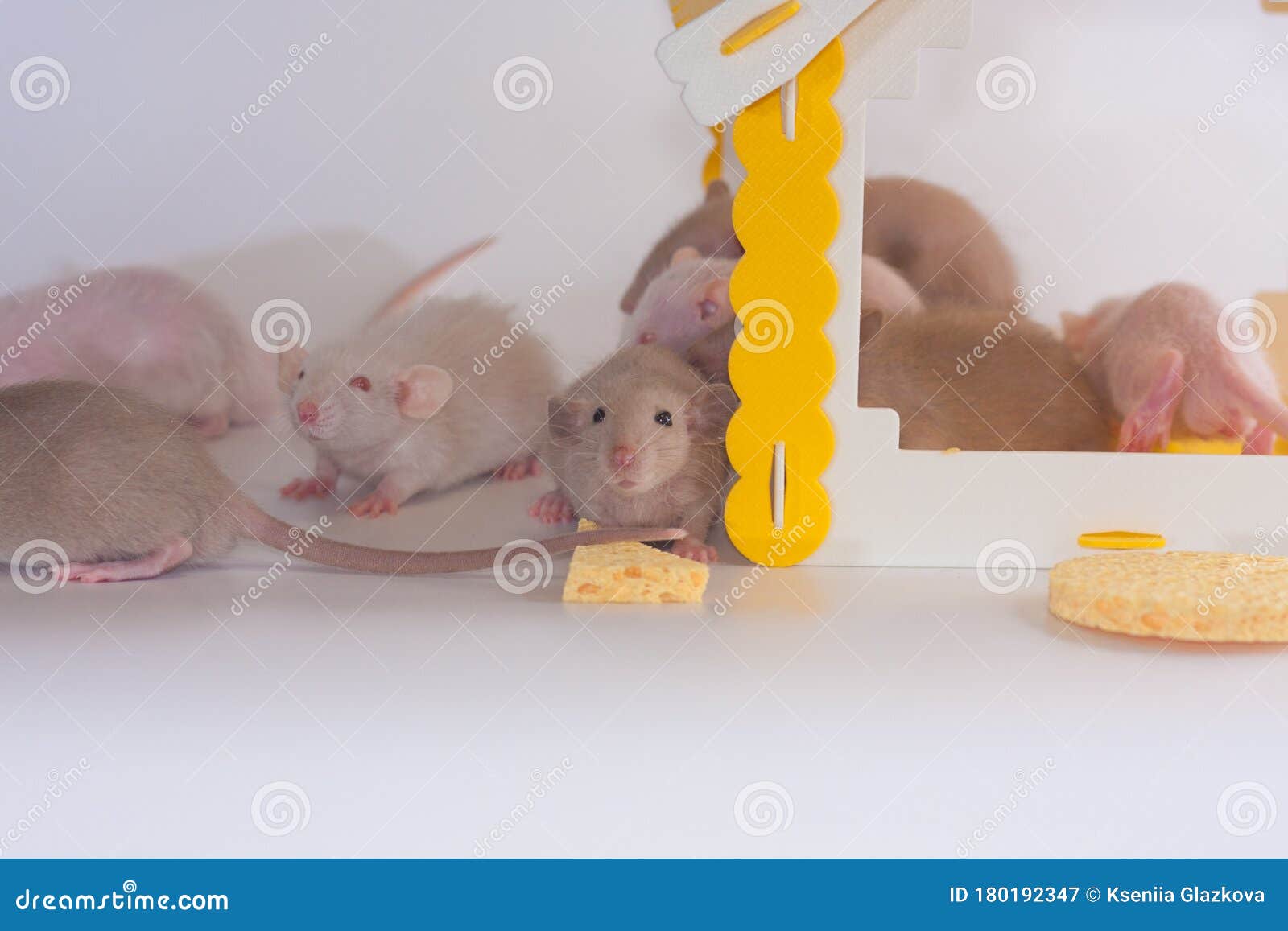 Pandemic Self-isolation Concept. the Mouse Stock Image - Image of ...