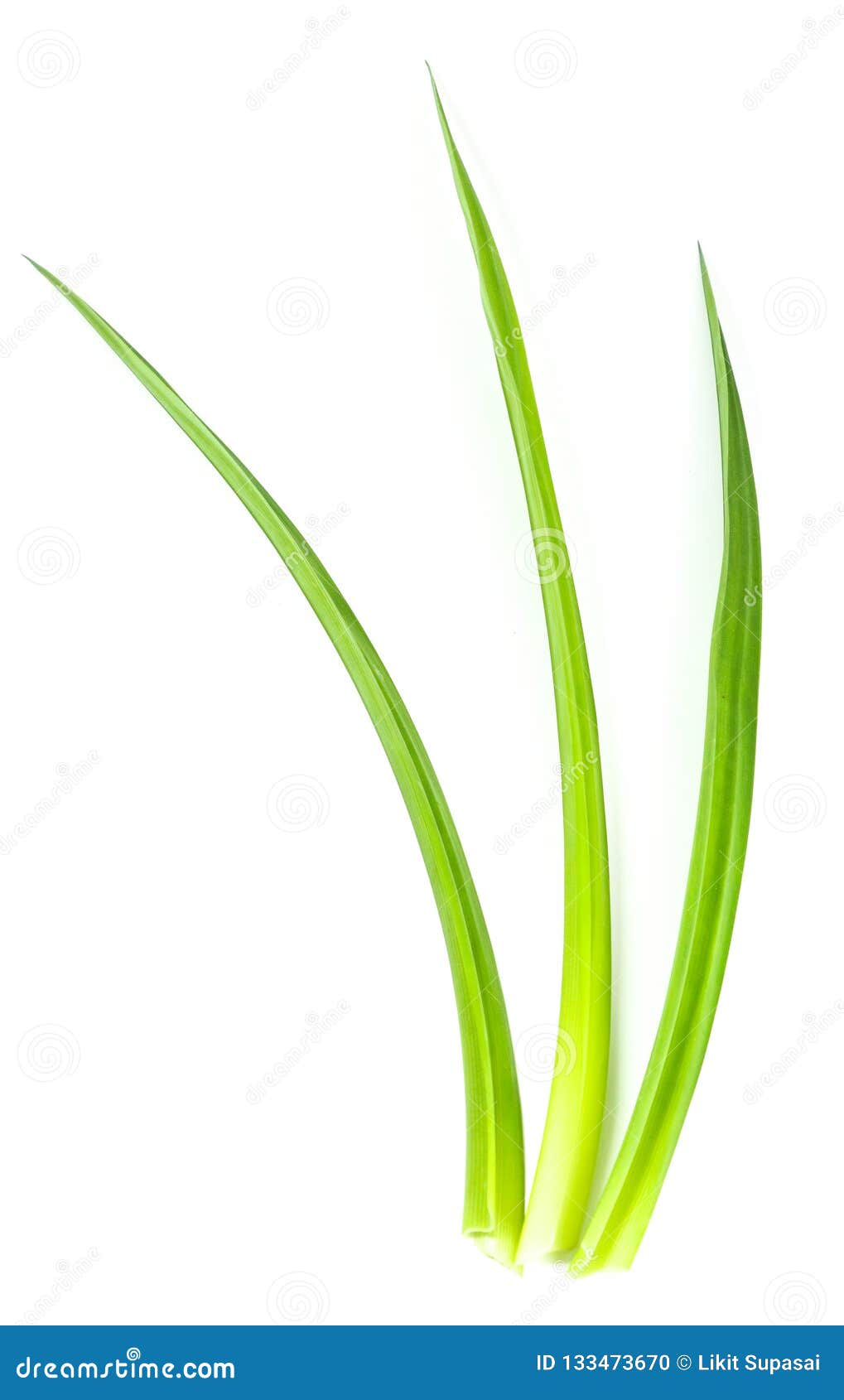 Pandom Wangi White Background in Studio Stock Photo - Image of asia ...