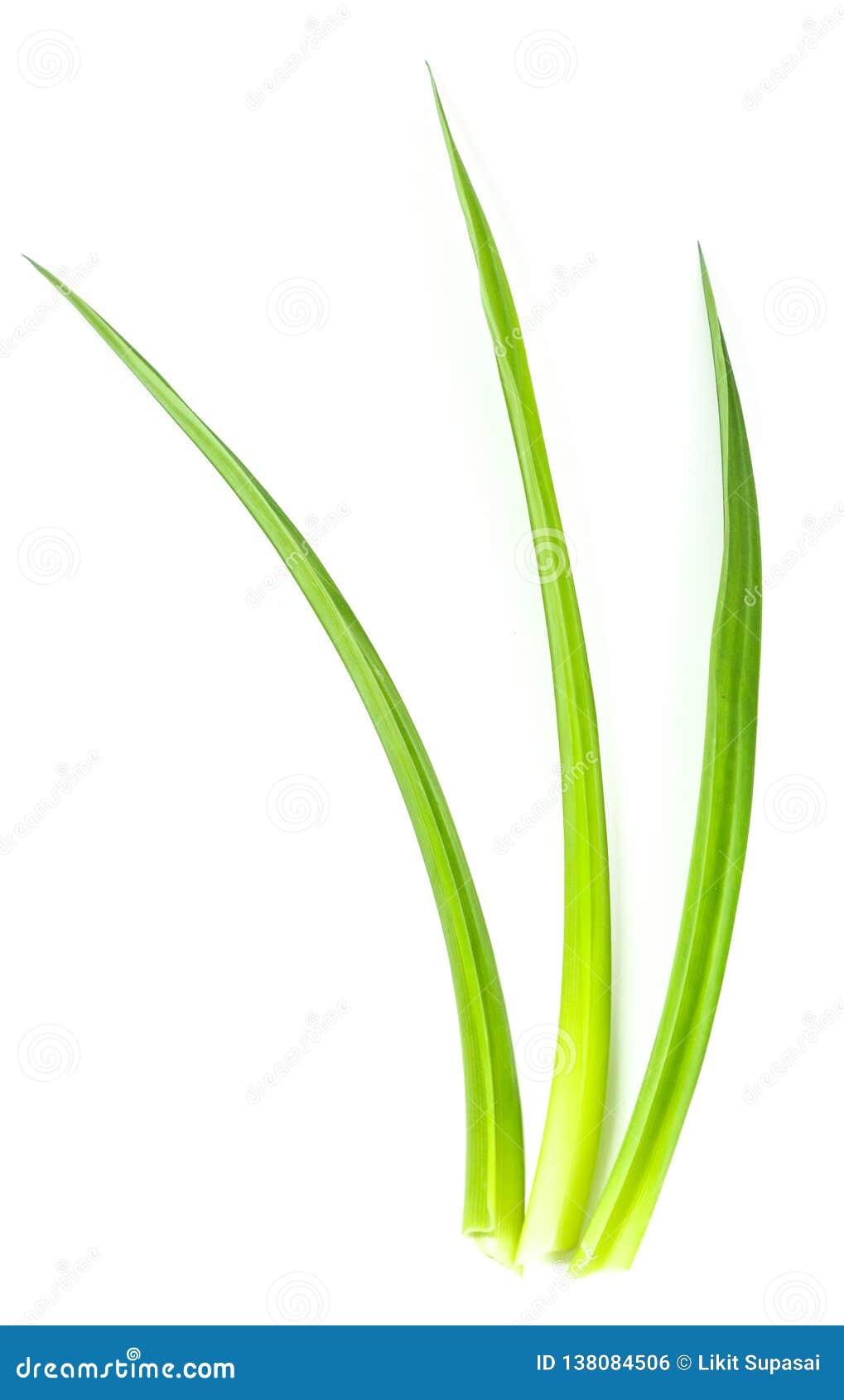 Pandom wangi Close up stock photo. Image of background - 138084506