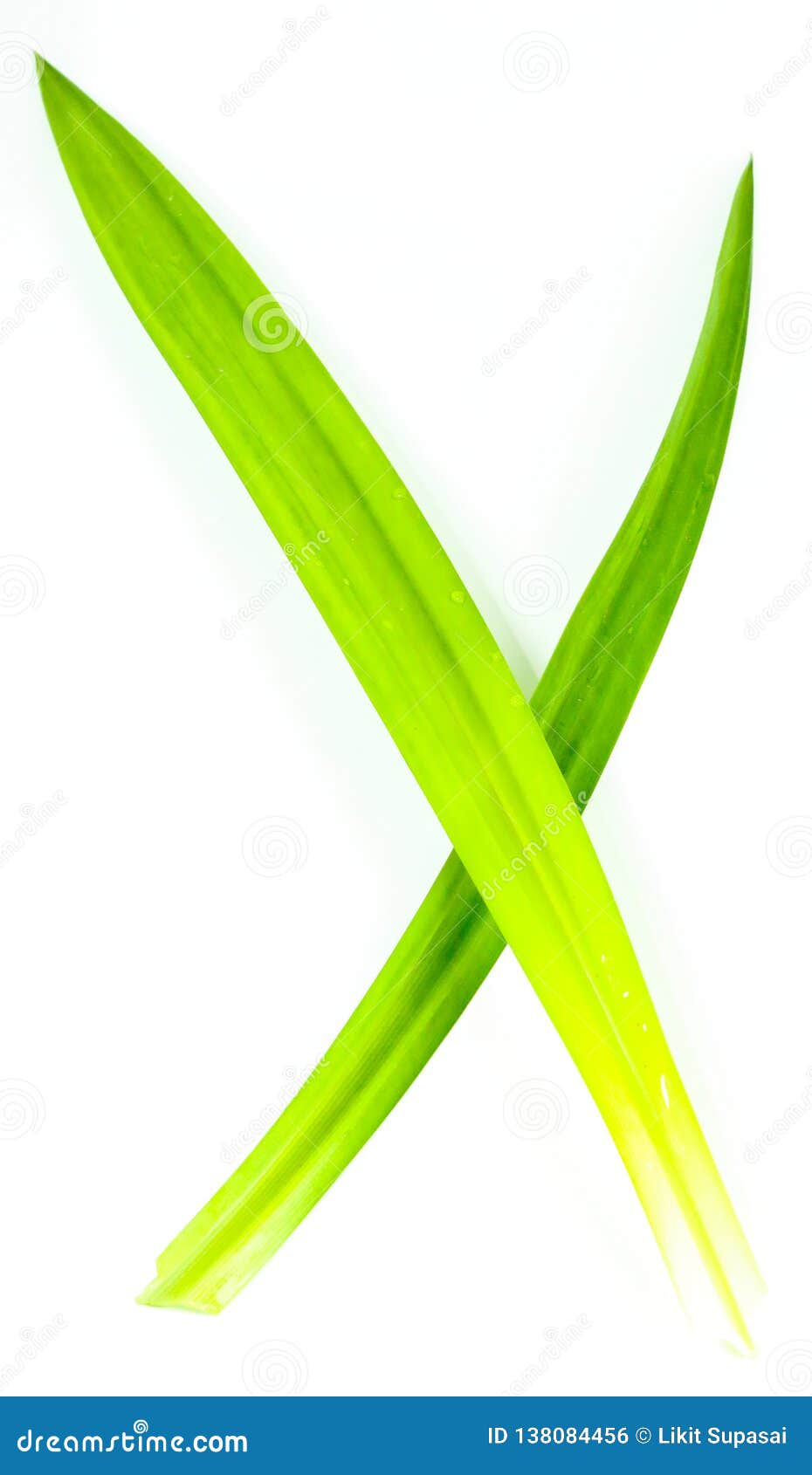 Pandom wangi Close up stock photo. Image of ingredient - 138084456