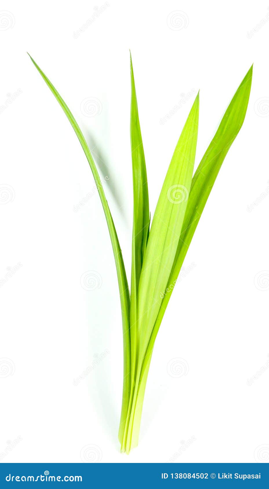 Pandom wangi Close up stock photo. Image of garden, grass - 138084502