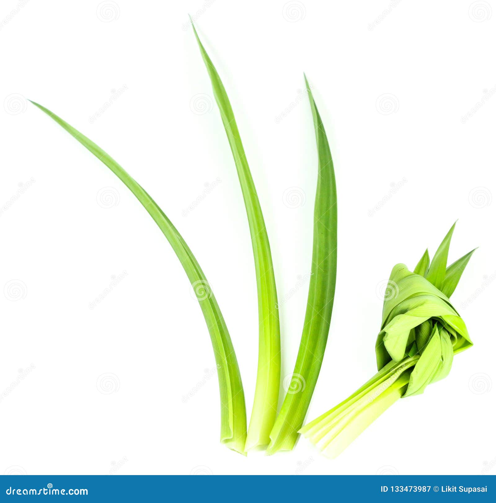 Pandom Wangi White Background in Studio Stock Image - Image of cooking ...