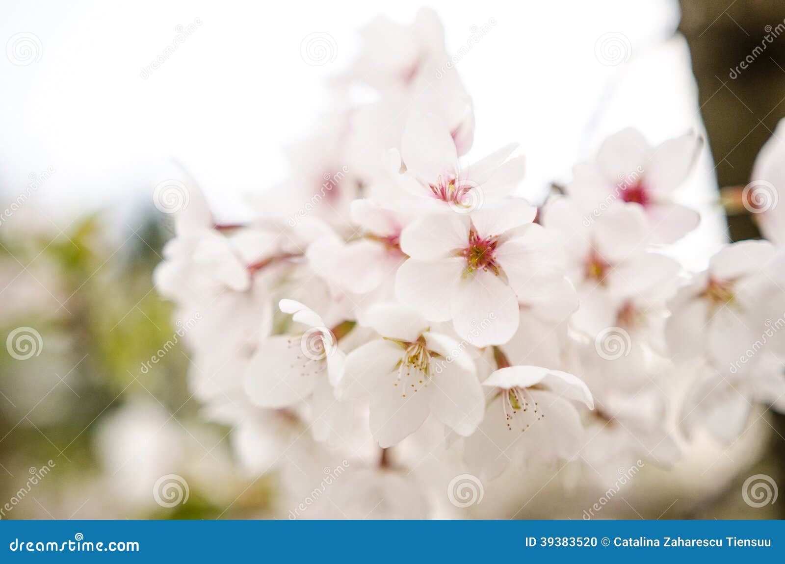 Pandora Cherry tree stock photo. Image of decorative - 39383520