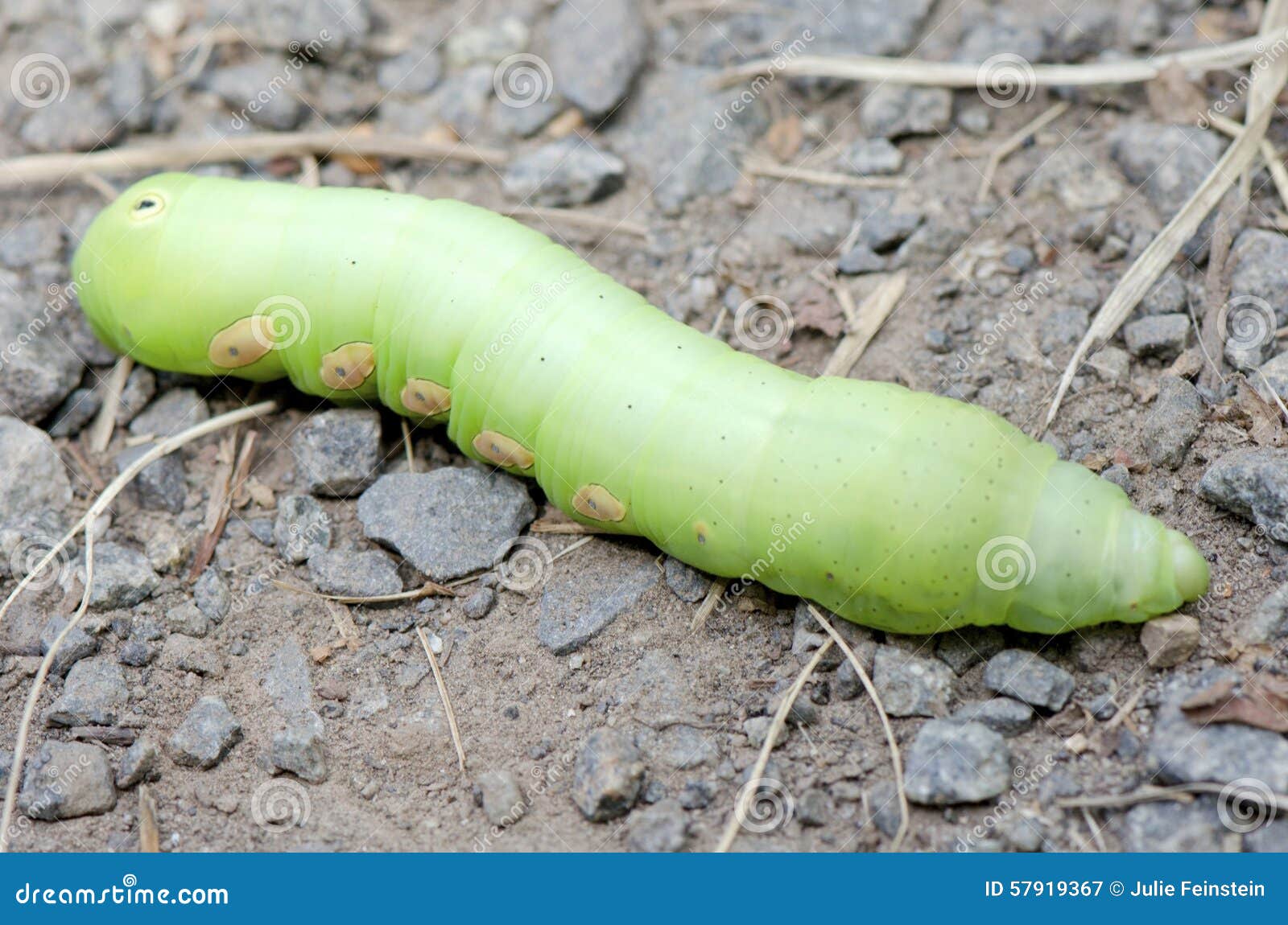 Pandora Sphinx Moth Caterpillar Stock Image - Image of sphinx, pandora ...
