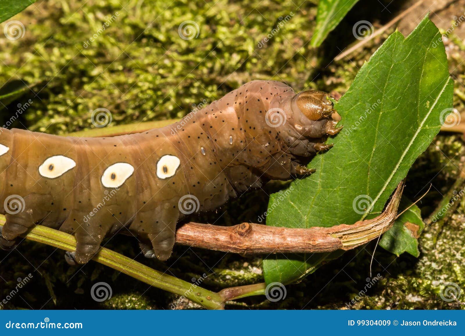 Pandora Sphinx Moth Larva stock image. Image of grape - 99304009