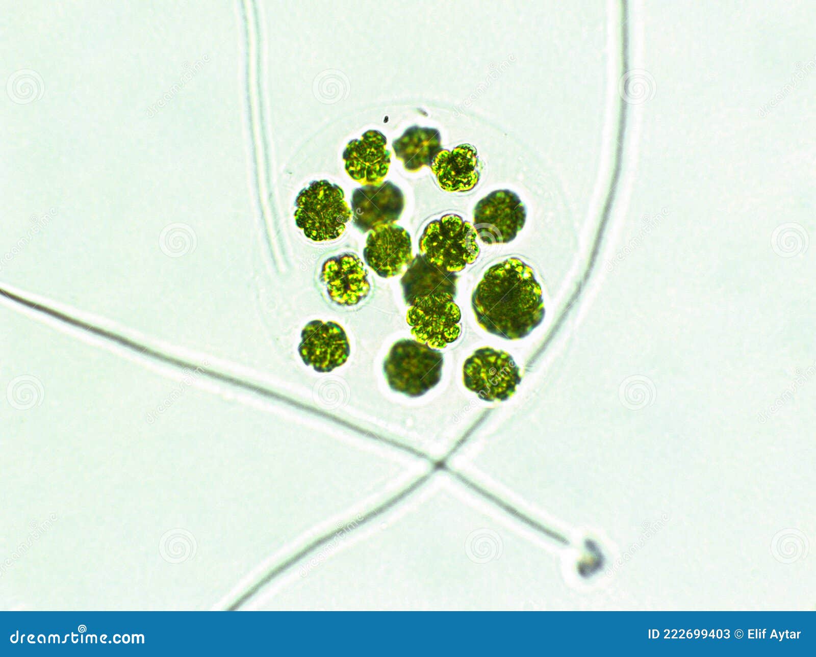 Pandorina Sp. Algae Under Microscopic View, Green Algae Stock Image ...