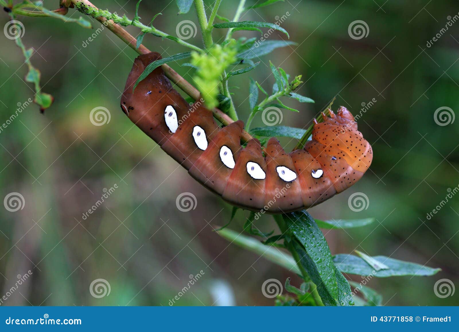 Pandorus Sphinx Moth Larva stock photo. Image of nature - 43771858