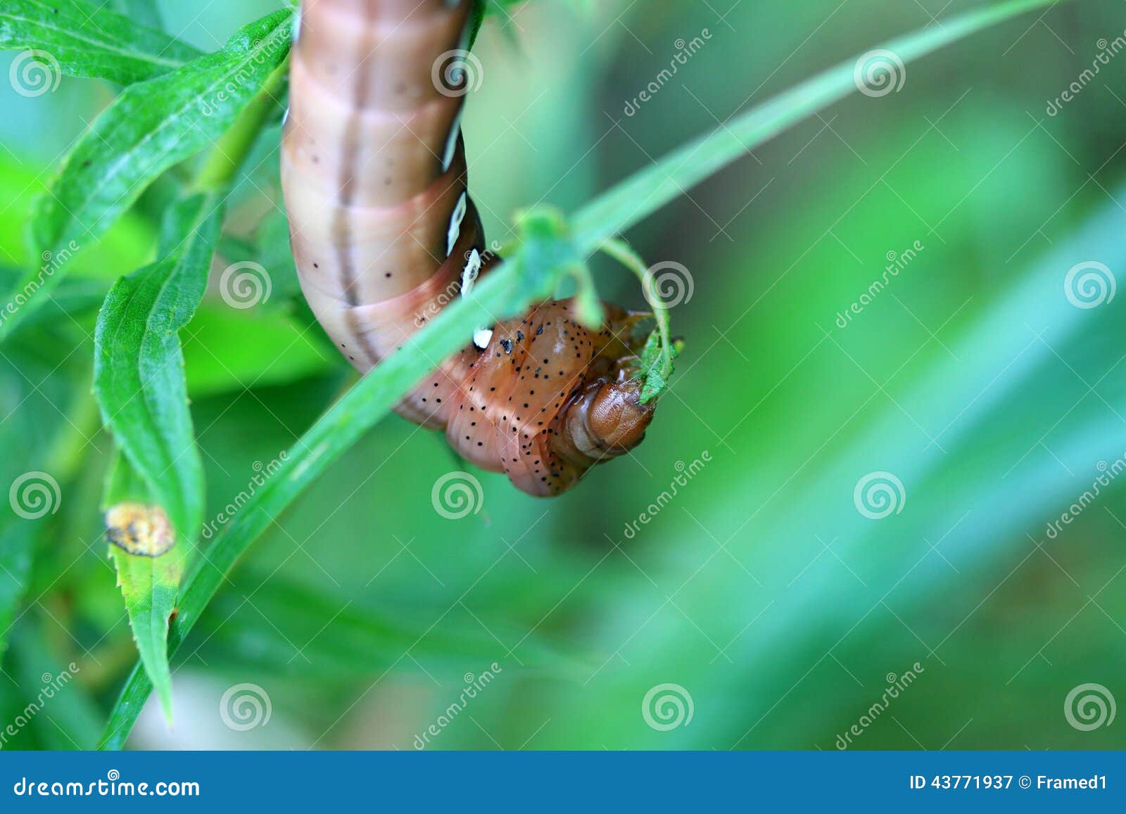 Pandorus Sphinx Moth Larva stock image. Image of morning - 43771937