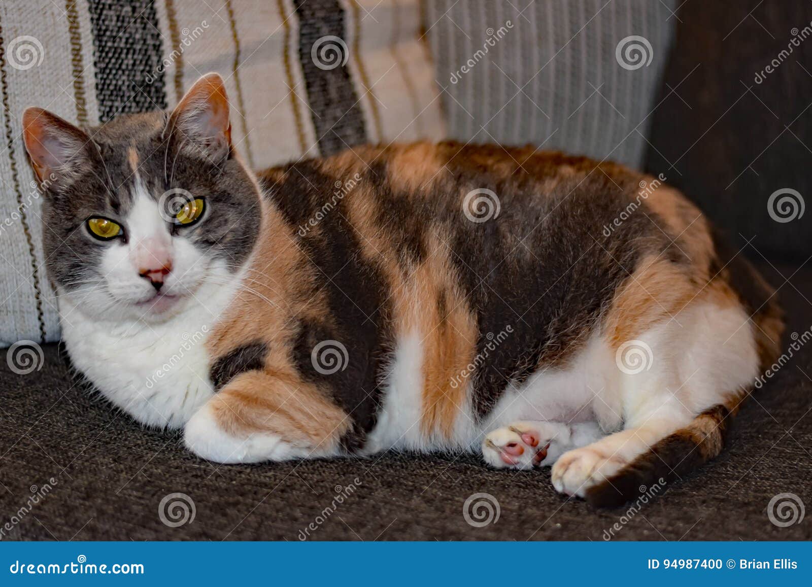 Pandy the Cat stock photo. Image of playful, domestic - 94987400
