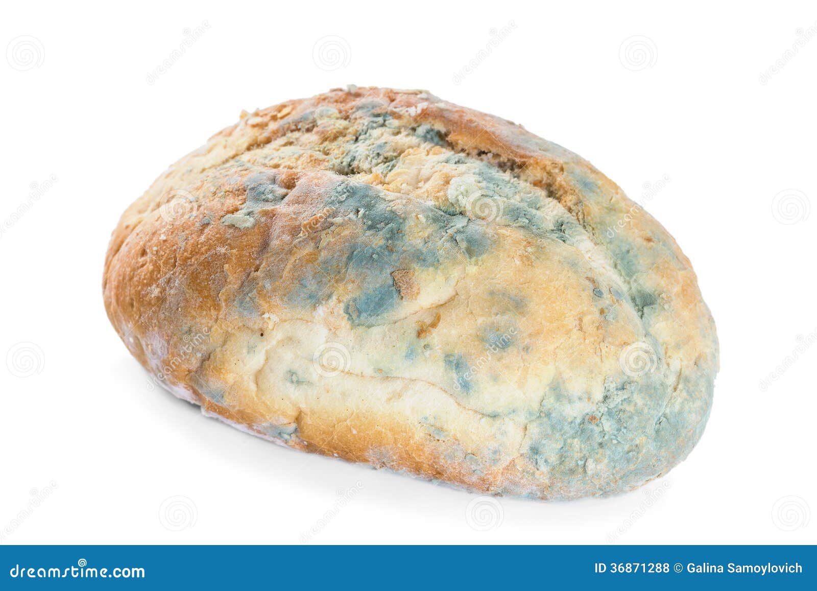 Pane coperto in muffa. fotografia stock. Immagine di putrefazione ...