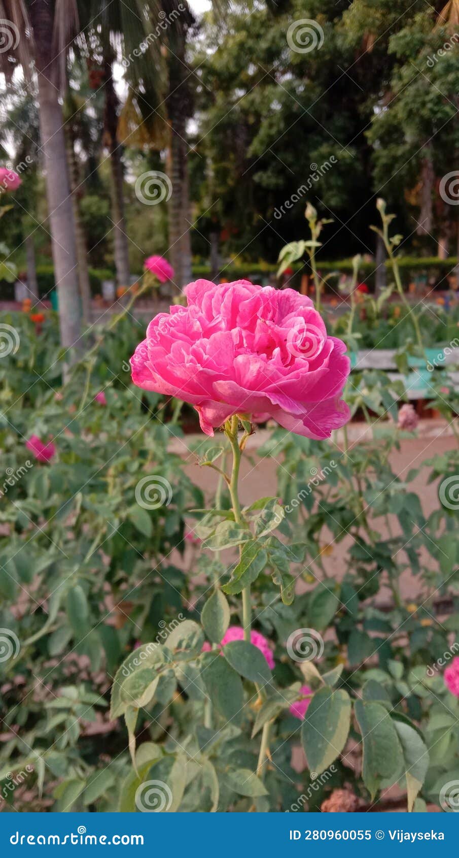 Paneer Rose Curry in All Its Glory Stock Image - Image of goodluck ...