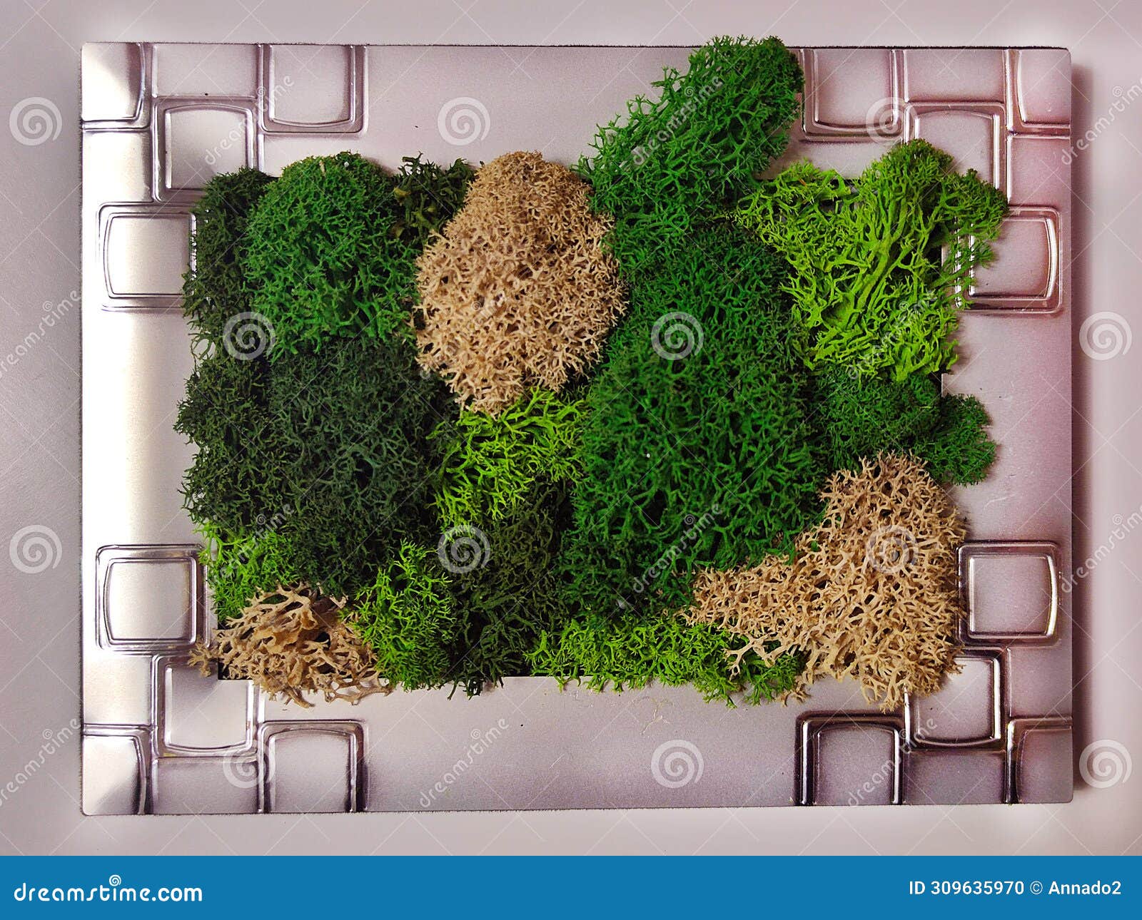 Panel of Stabilized Preserved Natural Moss in a Gray Frame Stock Photo ...