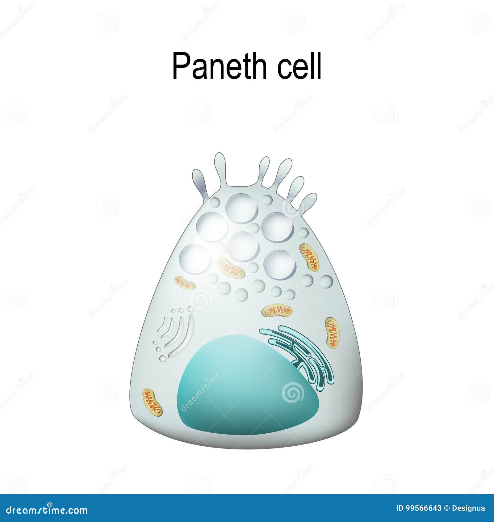 Paneth cell vektor illustrationer. Illustration av inälvor - 99566643