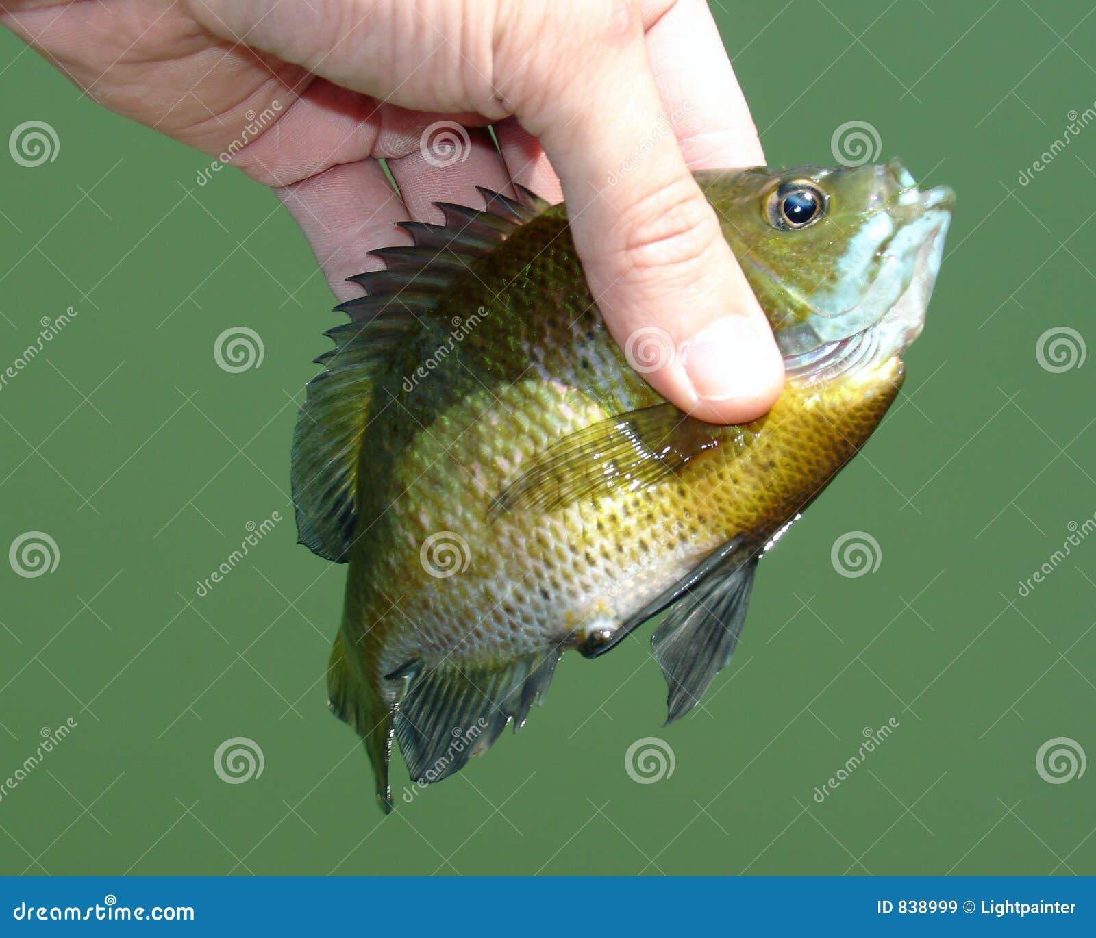 Panfish stock image. Image of water, release, swim, panfish - 838999